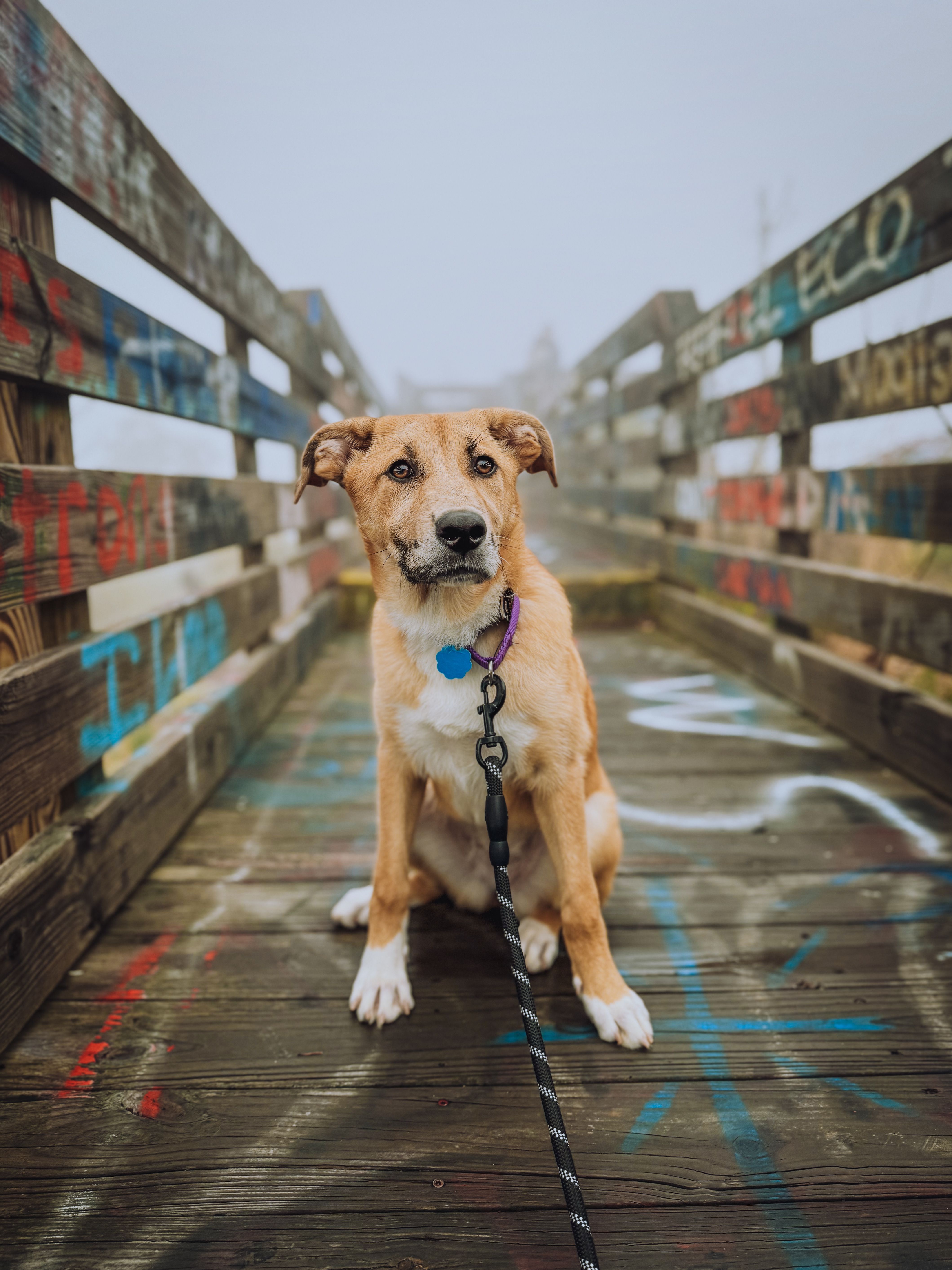 German Shepherd Mixed Breed Dog on Graffiti Bridge · Free Stock Photo
