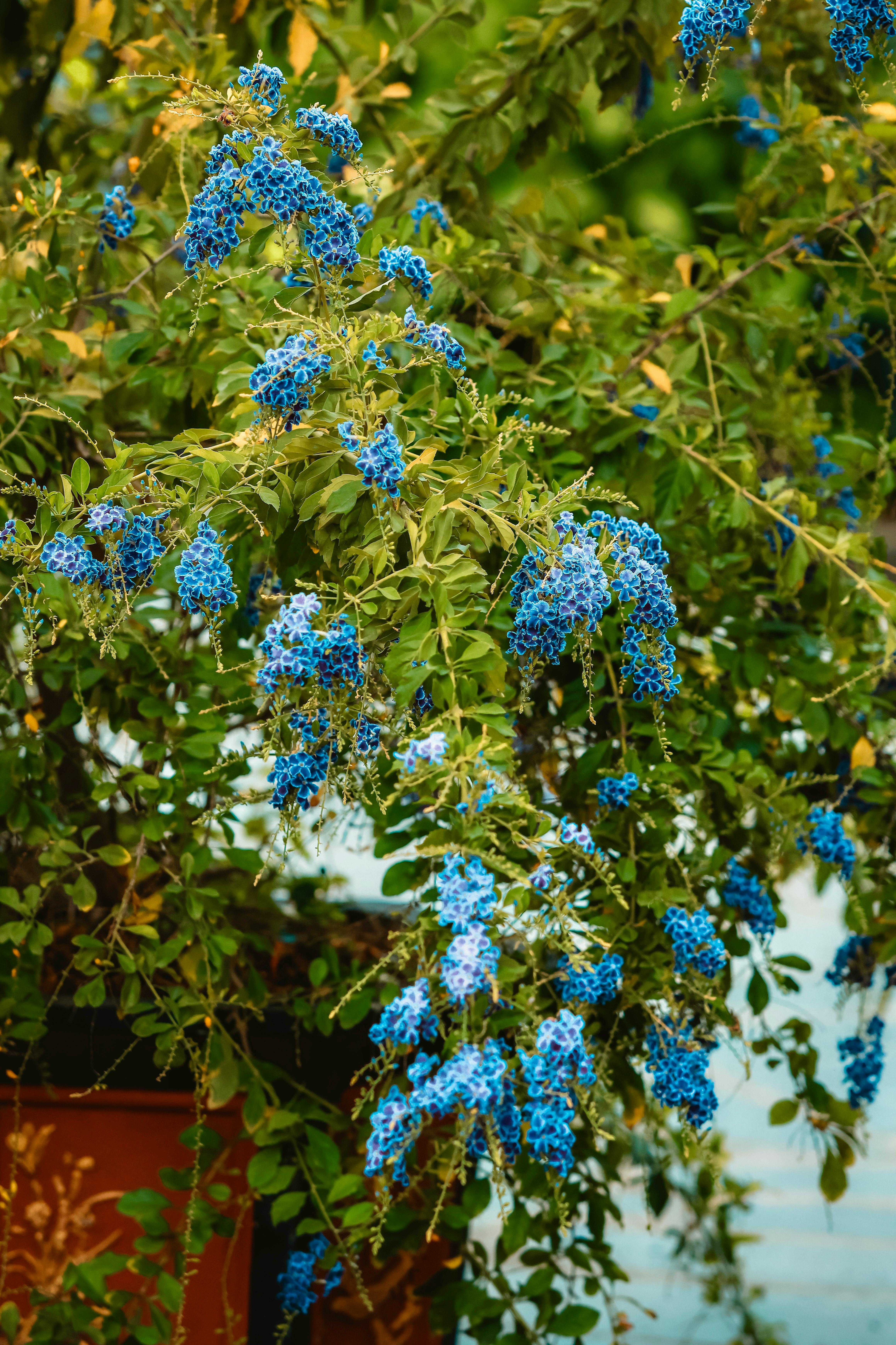 Vibrant Blue Flowers in Dense Green Foliage · Free Stock Photo