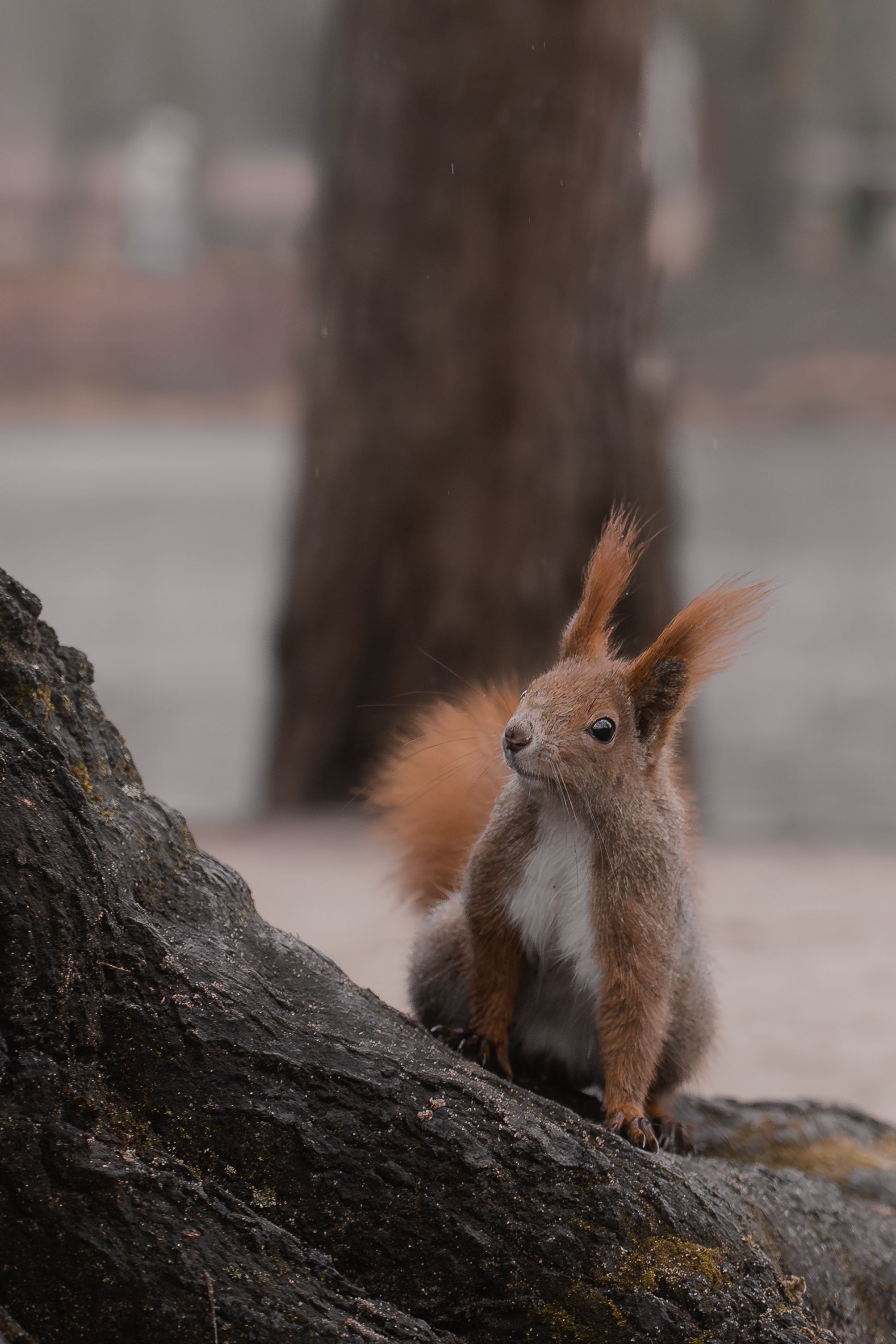 Red Squirrel in Autumn Forest Setting · Free Stock Photo