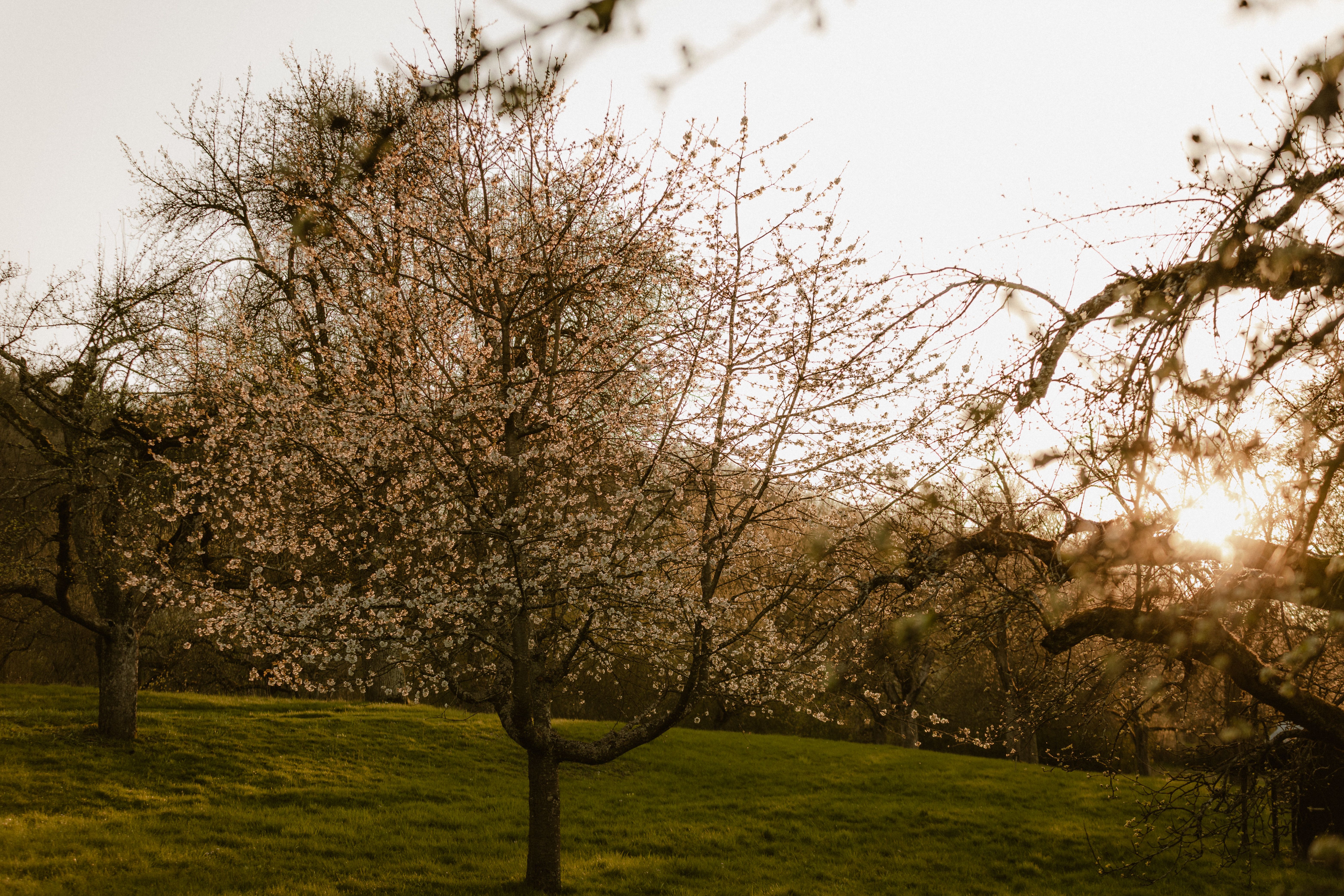 Serene Spring Blossom Trees at Sunset · Free Stock Photo