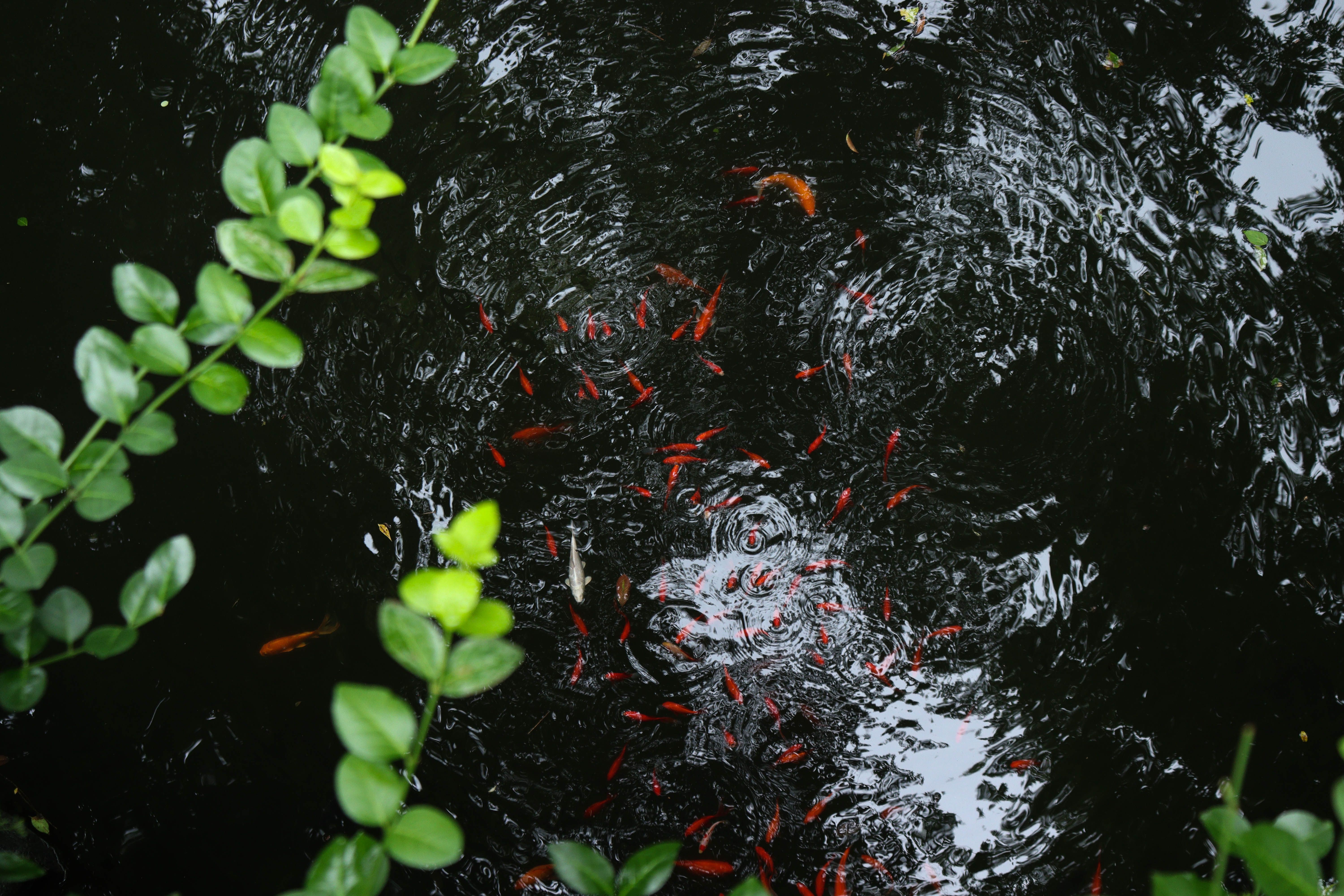 Vibrant Koi Fish in Natural Pond Waters · Free Stock Photo