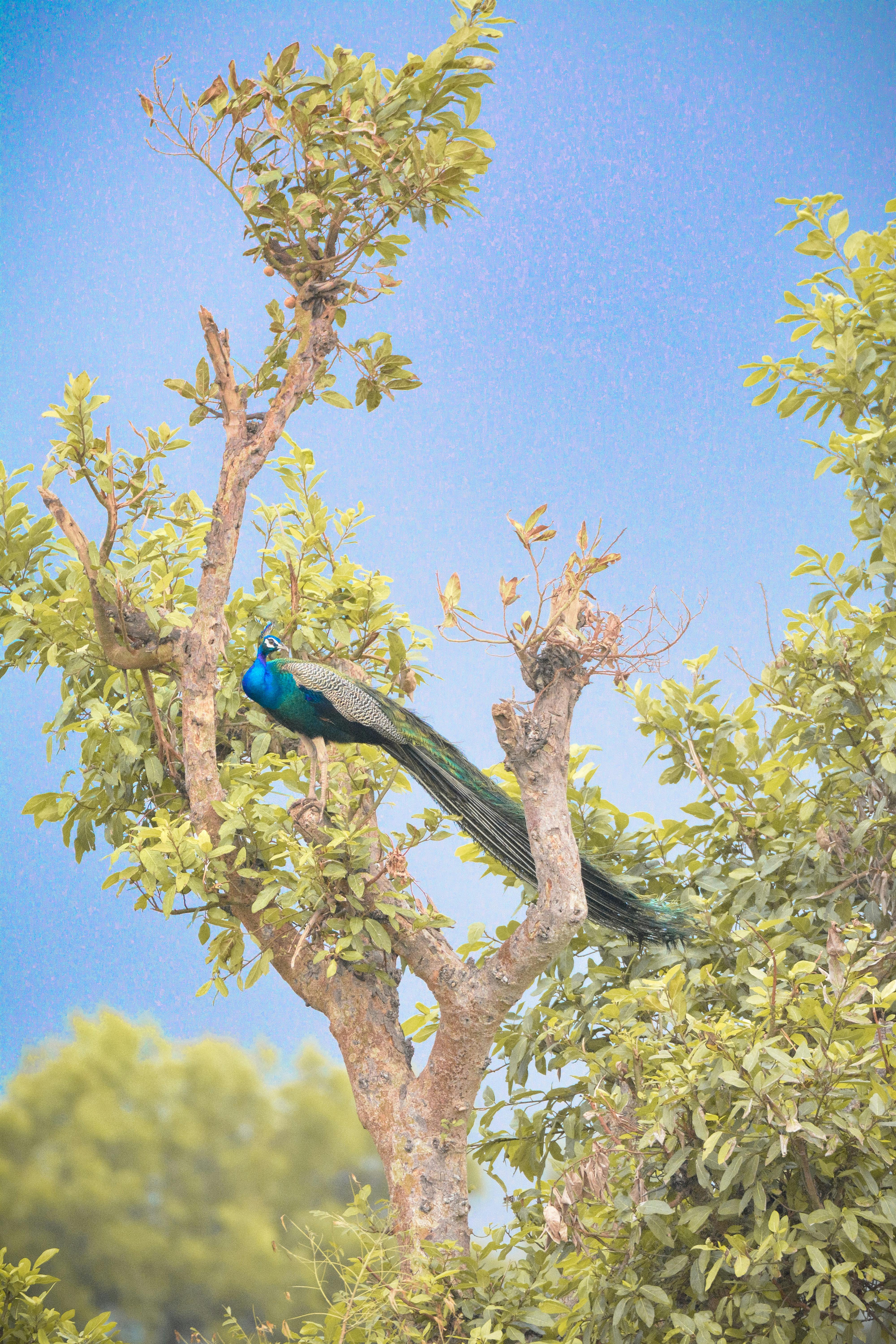 Peacock Perched on Tree Branch · Free Stock Photo