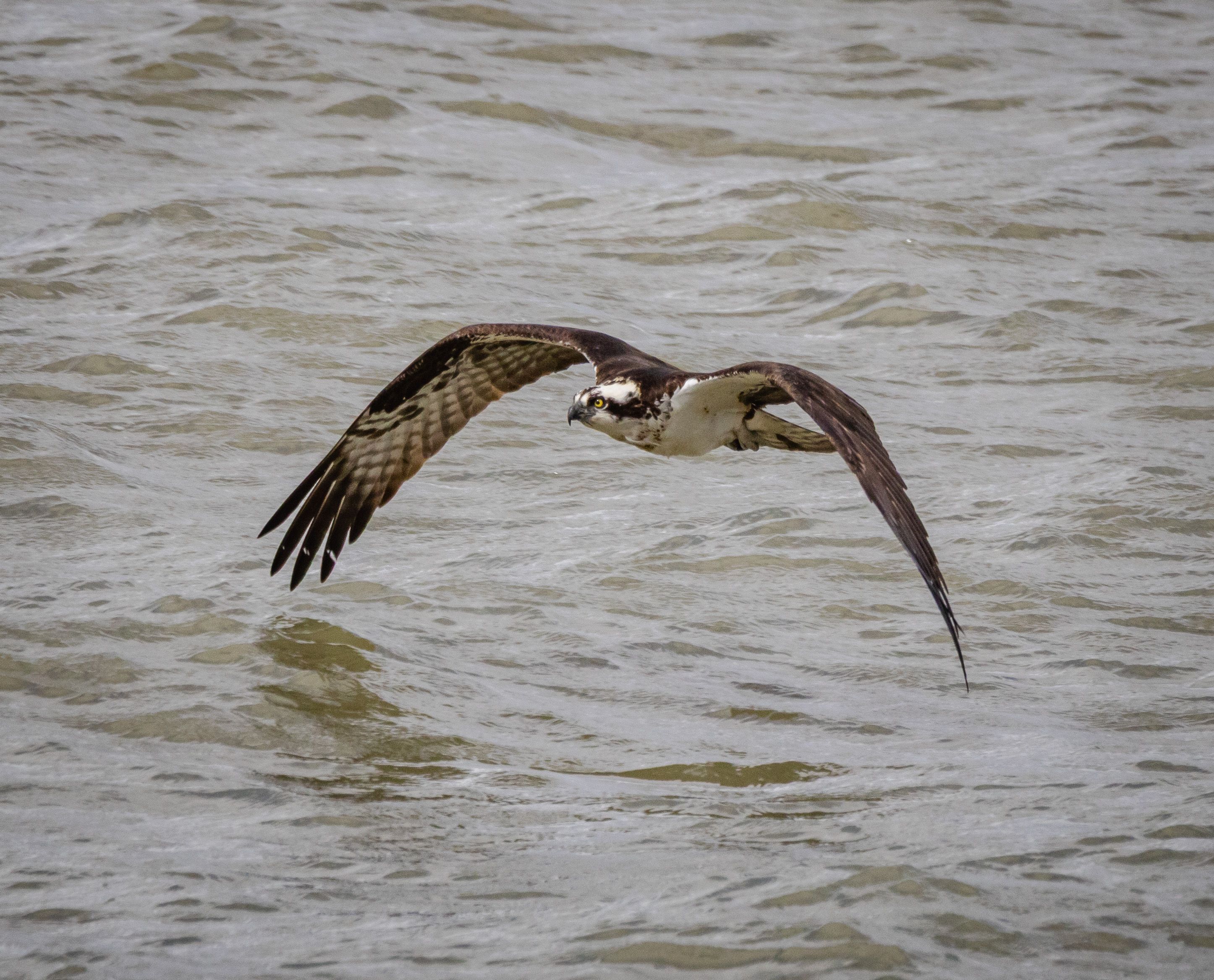 Majestic Osprey in Flight Near Water Surface · Free Stock Photo