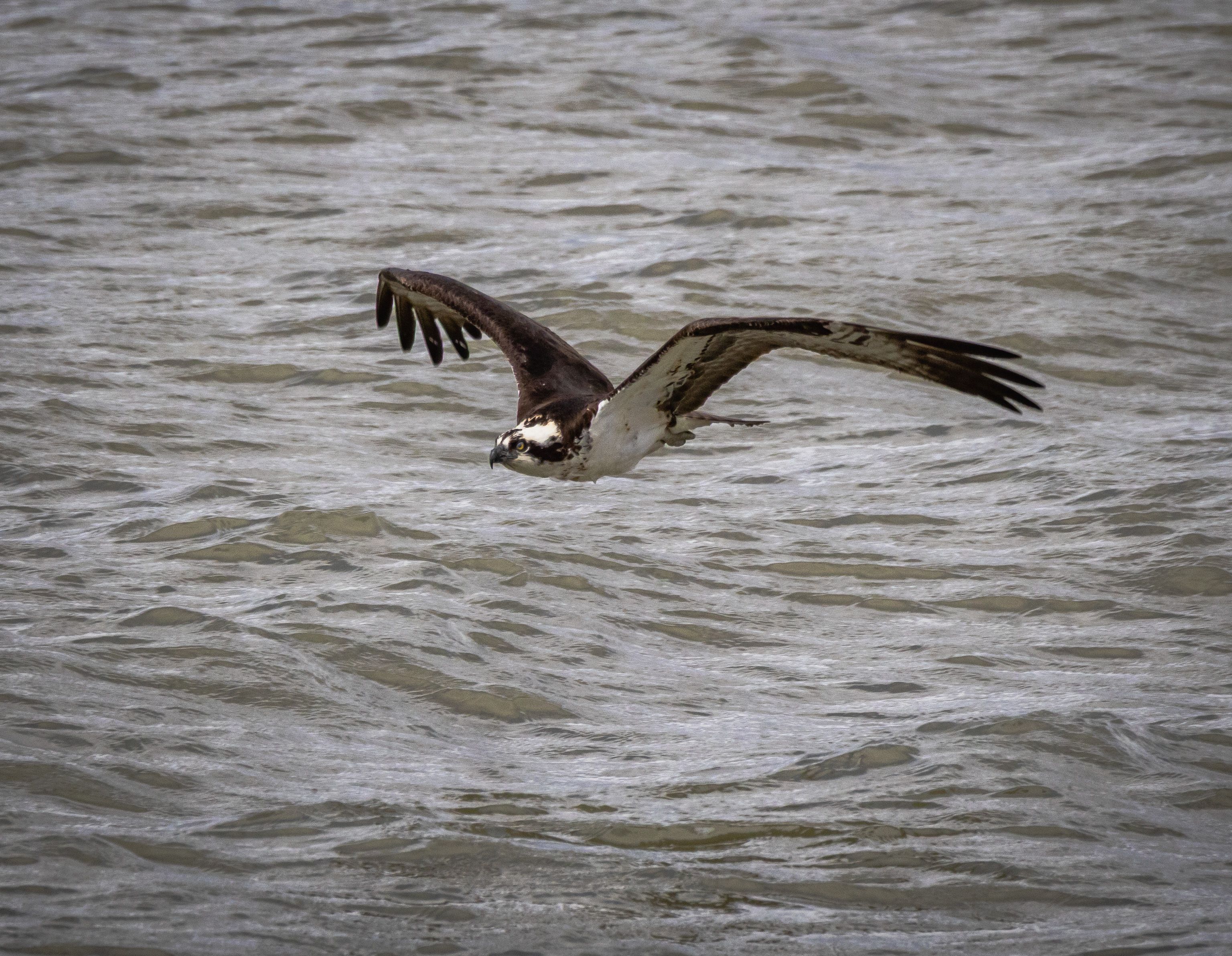 Osprey Gliding Over Water in Natural Habitat · Free Stock Photo