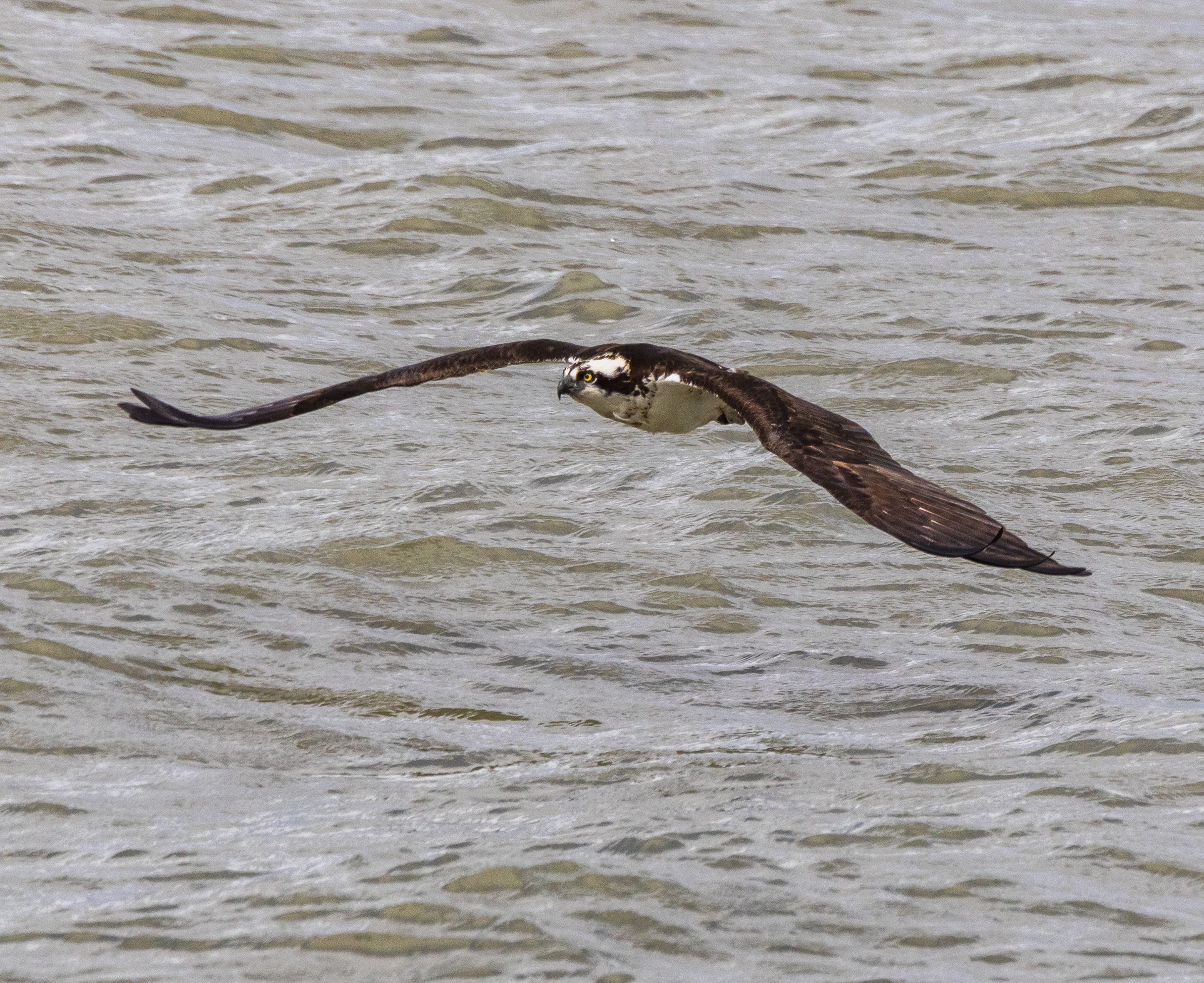 Osprey in Flight Over Rippling Water · Free Stock Photo