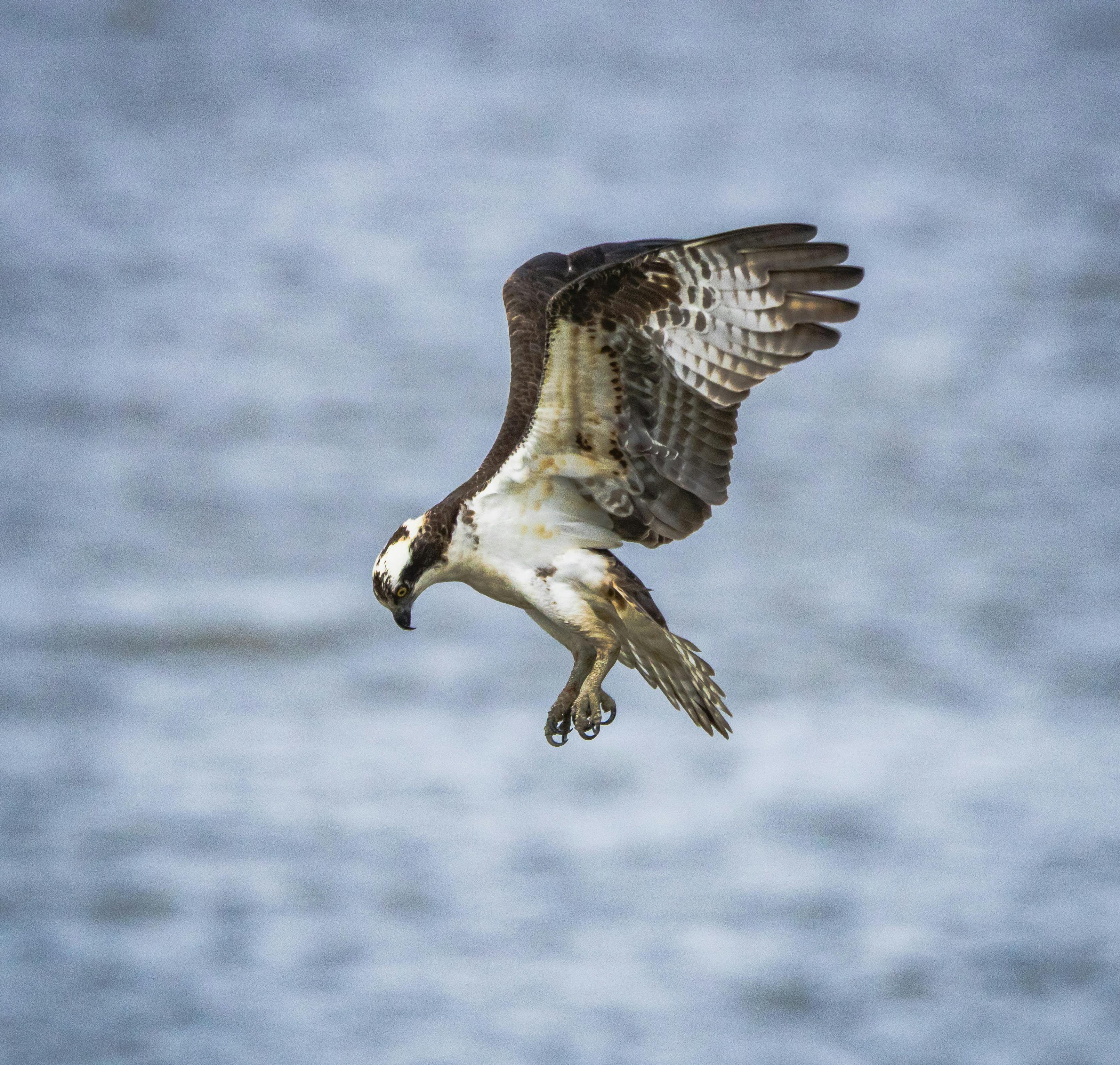 Gratis stockfoto van antenne, arend familie, aviaire, biodiversiteit ...