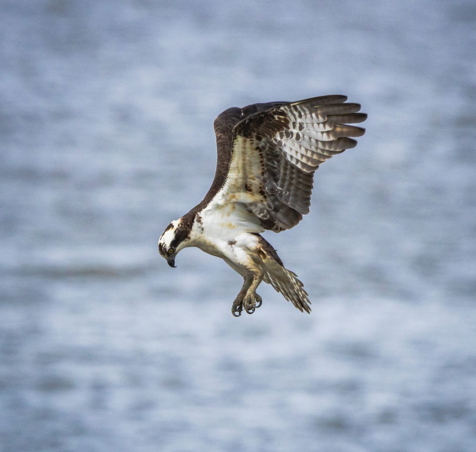 Osprey Photos, Download The BEST Free Osprey Stock Photos & HD Images