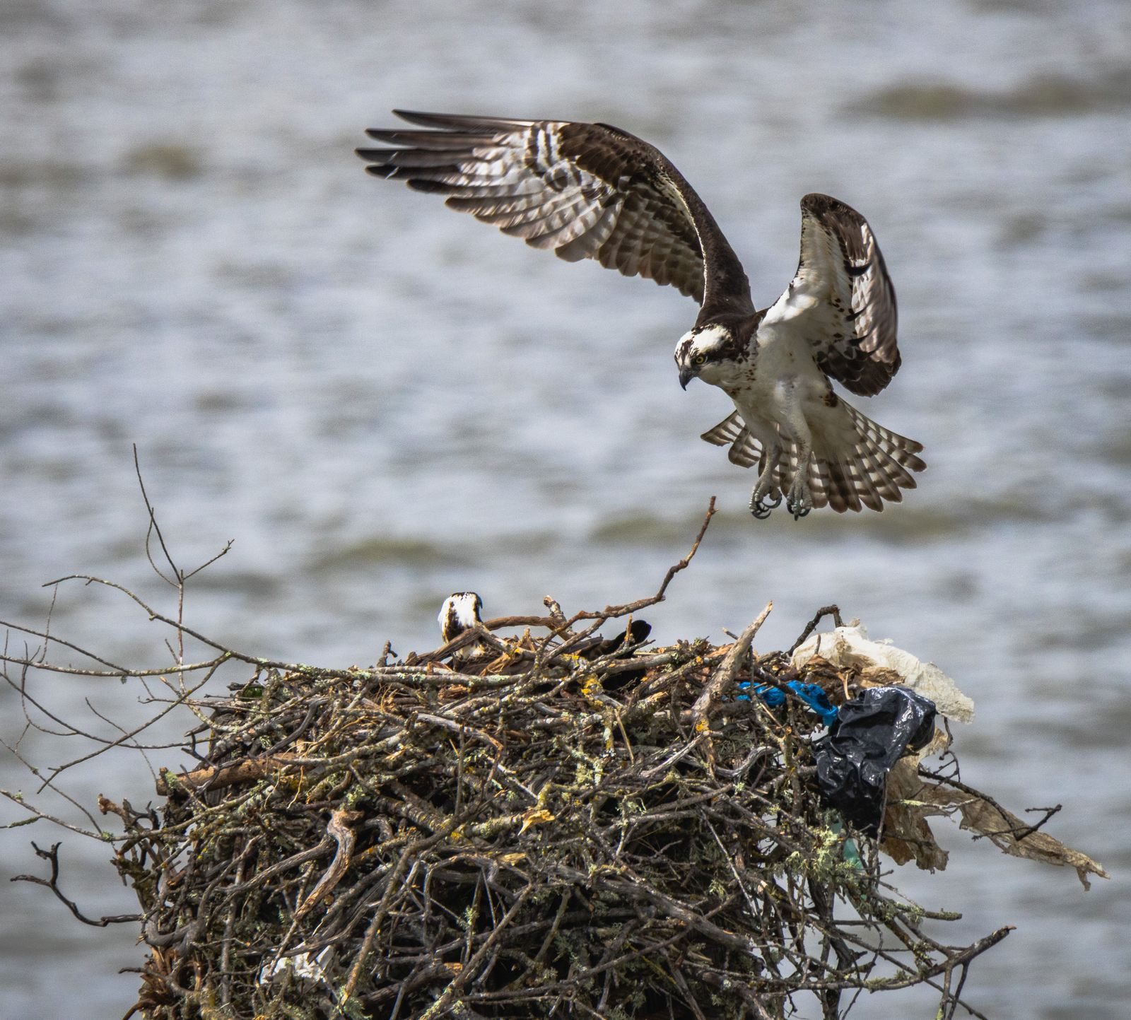 Osprey Photos, Download The BEST Free Osprey Stock Photos & HD Images