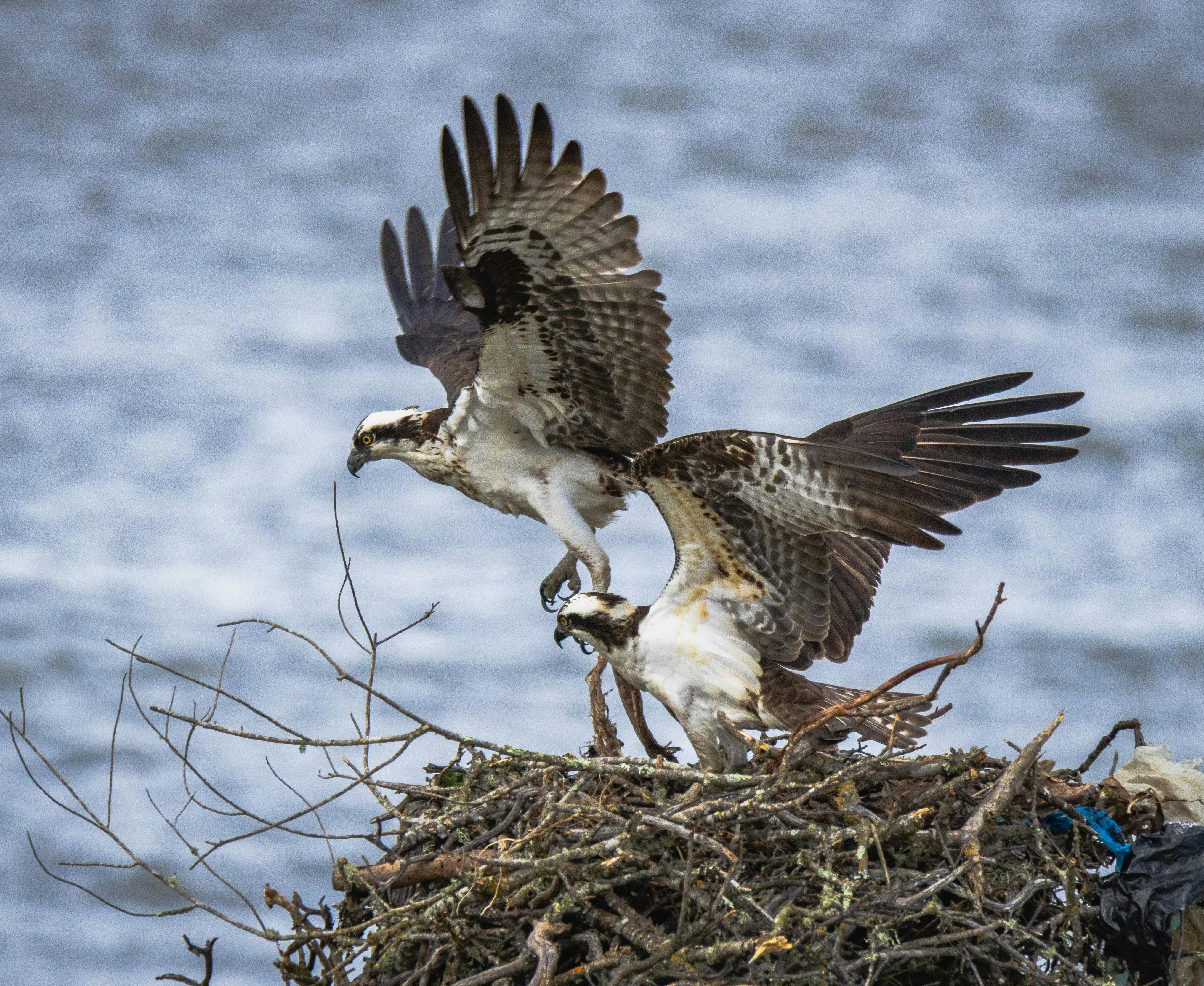 Ospreys Nesting by the Riverside · Free Stock Photo