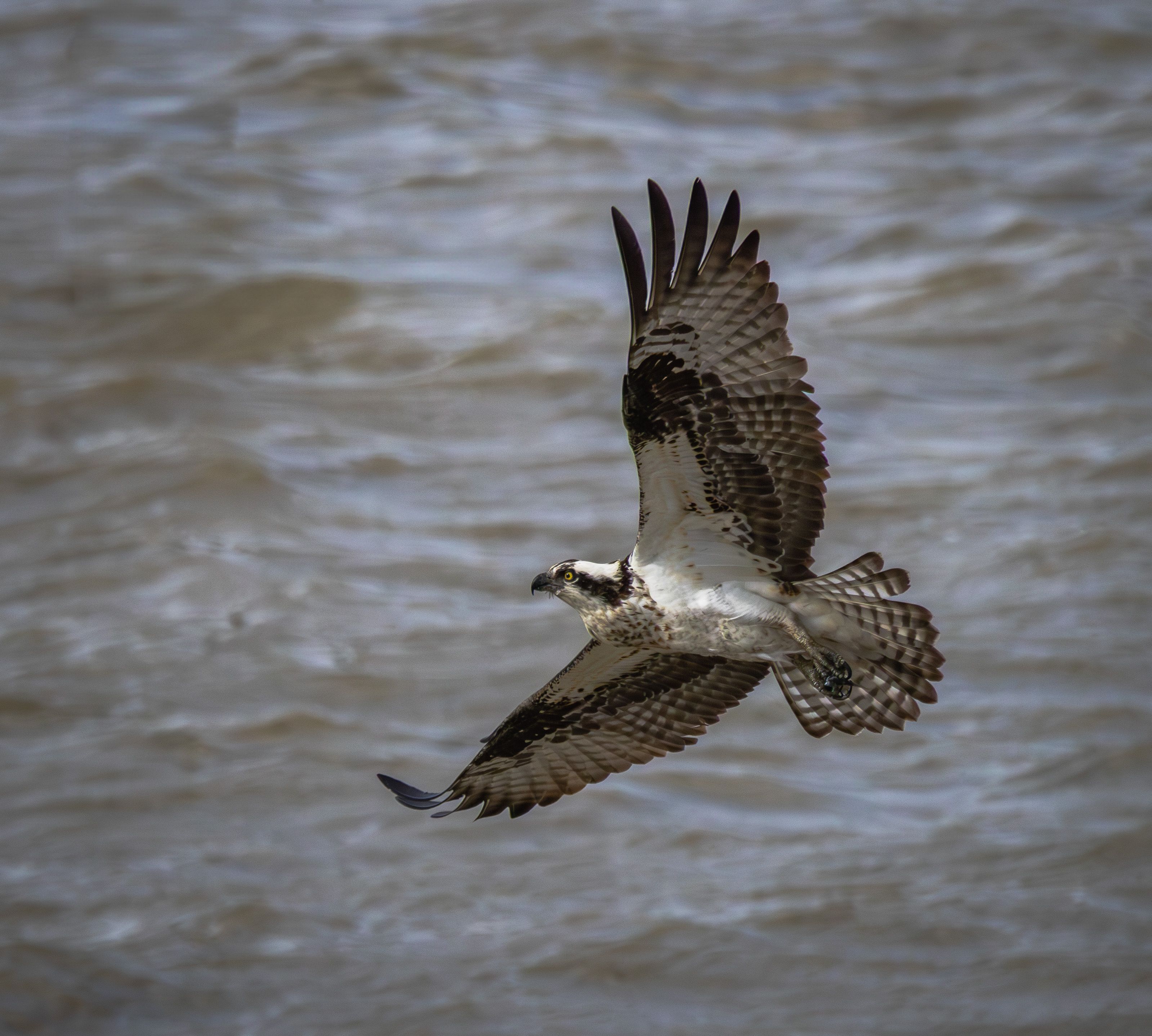 Majestic Osprey in Flight Above Water · Free Stock Photo