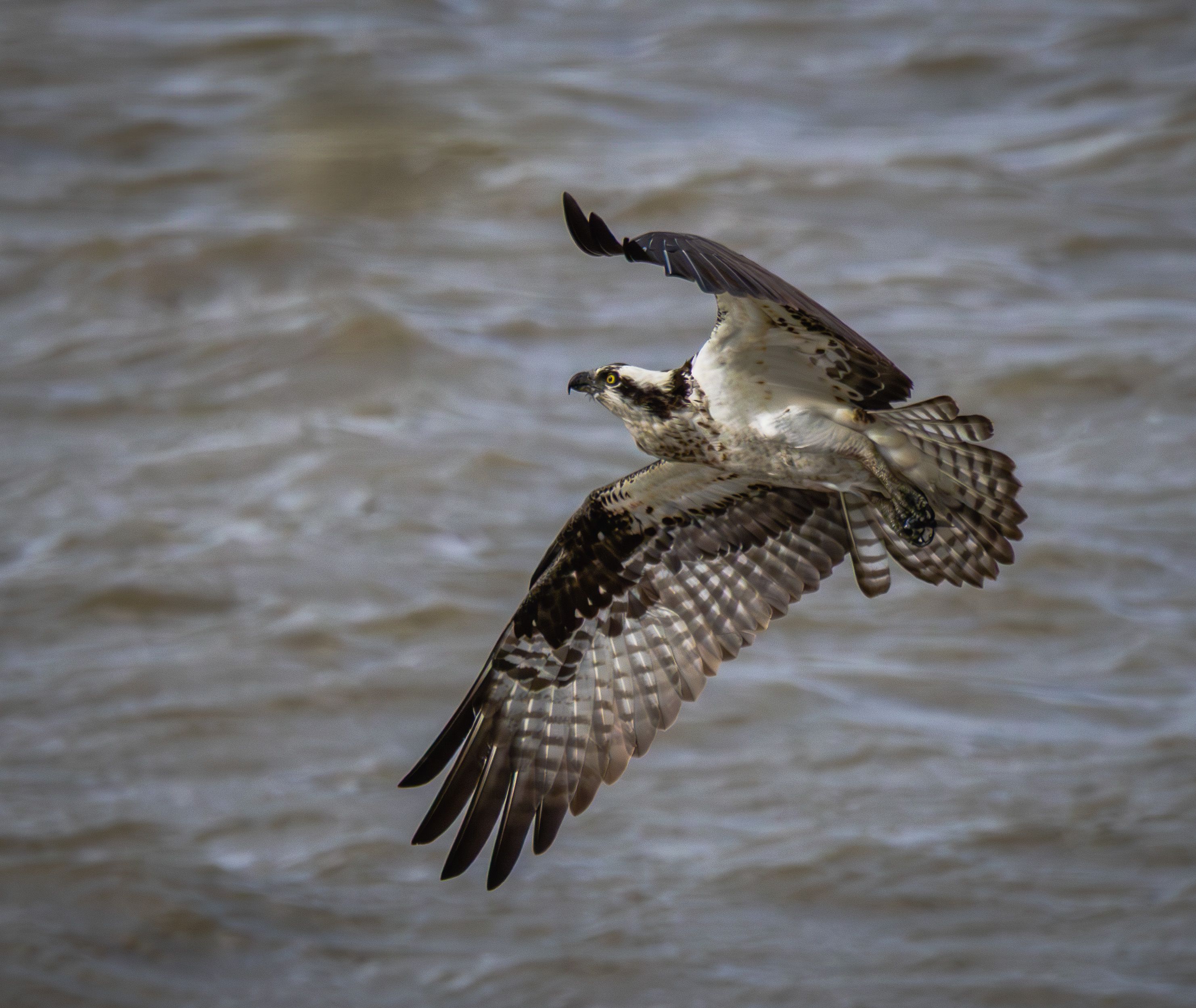 Osprey Soaring Over Water in Flight · Free Stock Photo