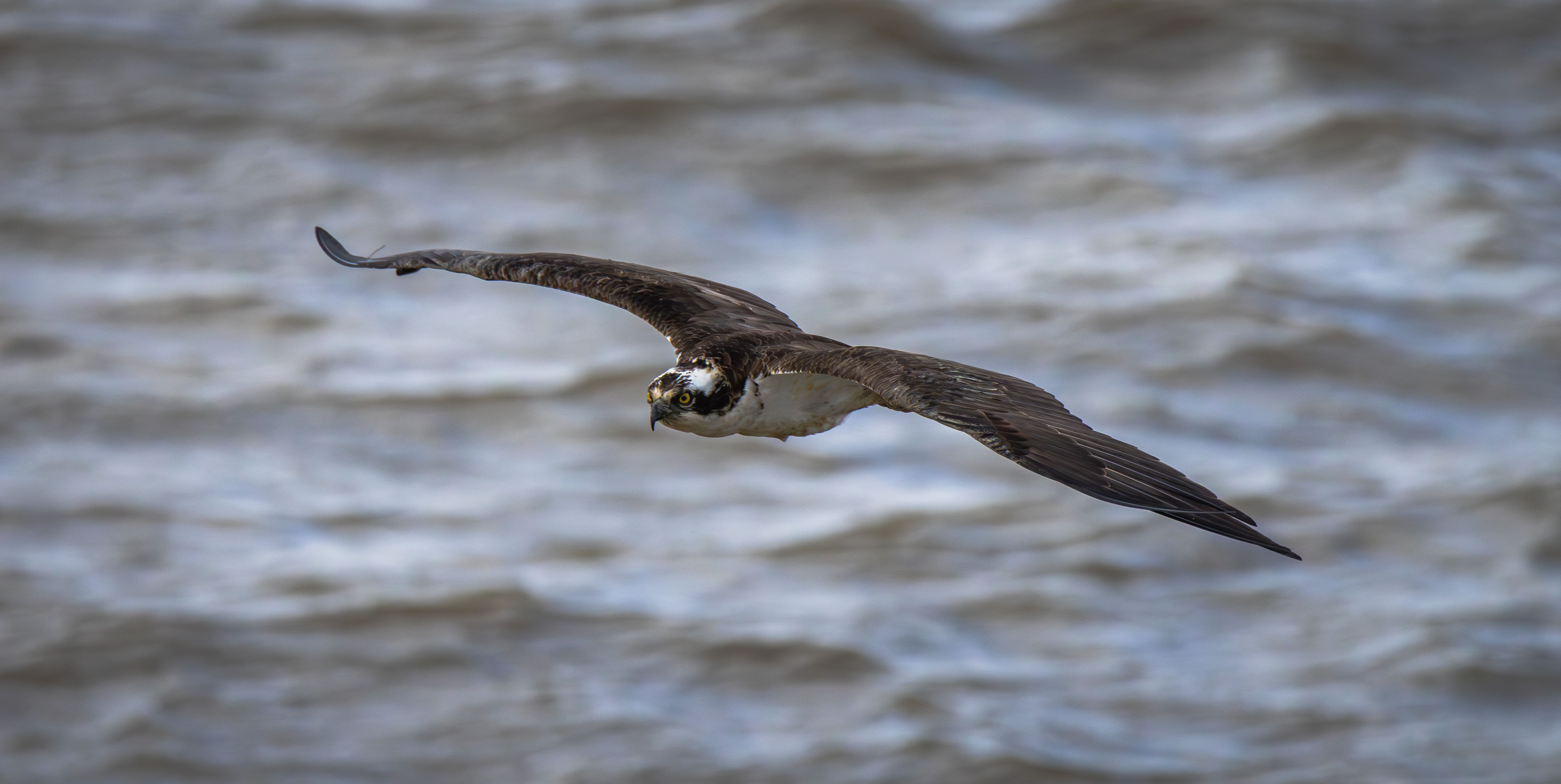 Majestic Osprey Soaring Over Ocean Waters · Free Stock Photo