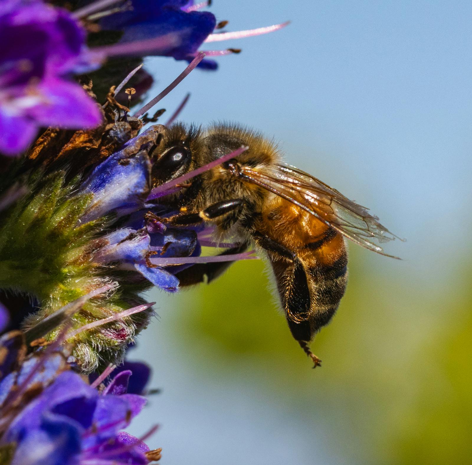 Bee Wings Photos, Download The BEST Free Bee Wings Stock Photos & HD Images