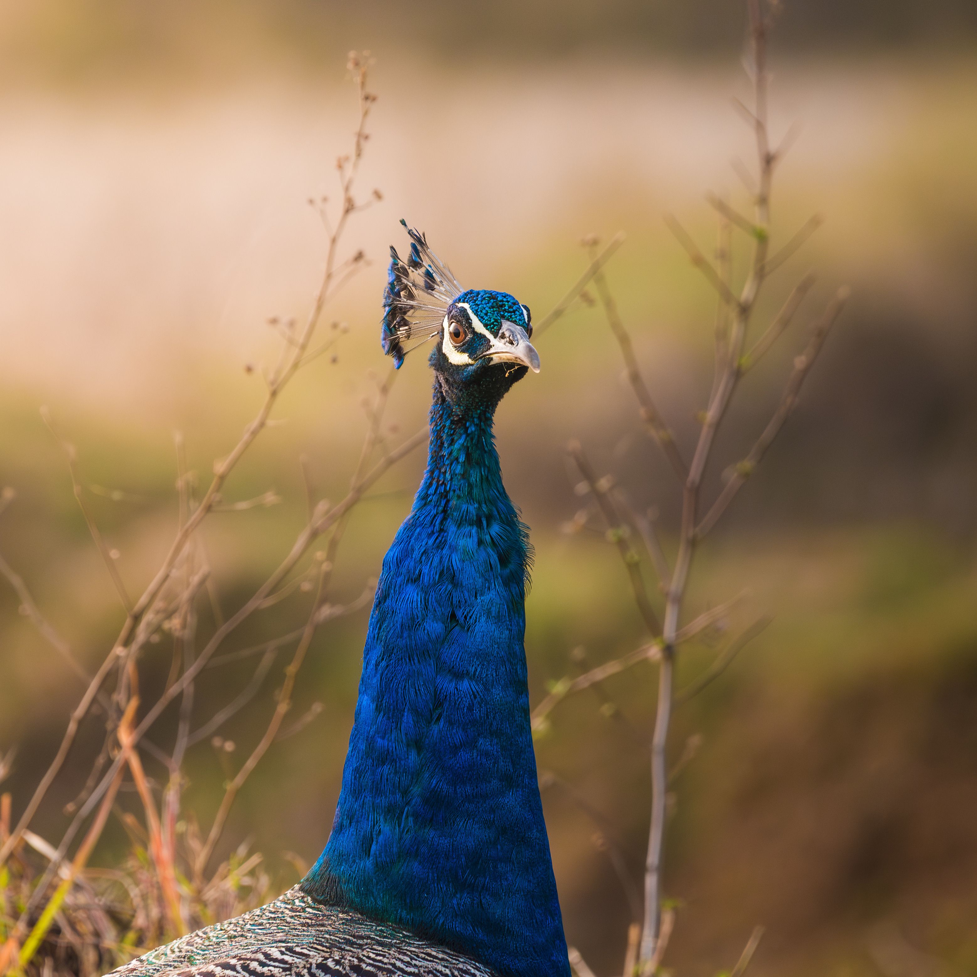 Peacock And Paro Photos, Download The BEST Free Peacock And Paro Stock ...