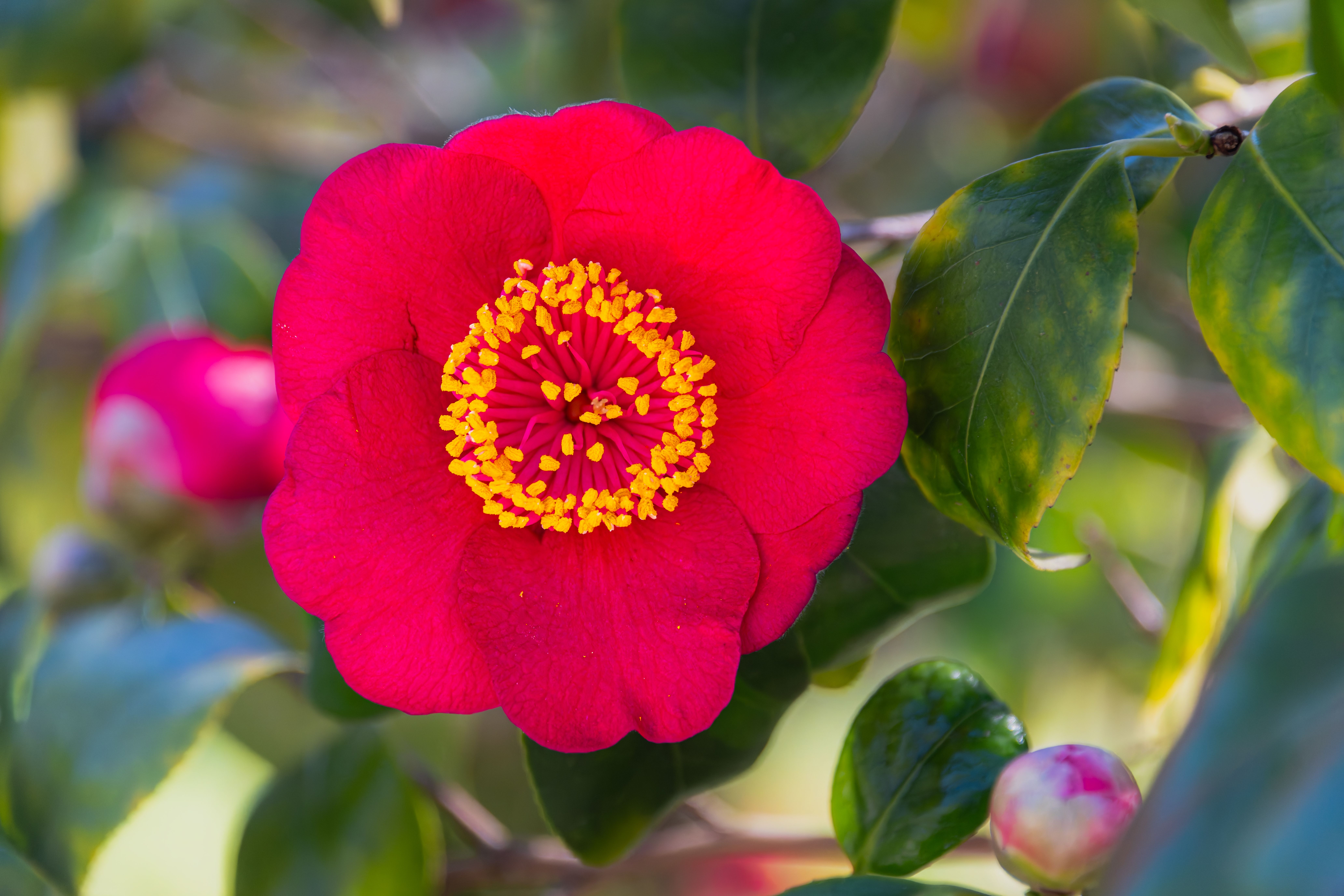 Close-up of Vibrant Red Camellia in Spring Garden · Free Stock Photo