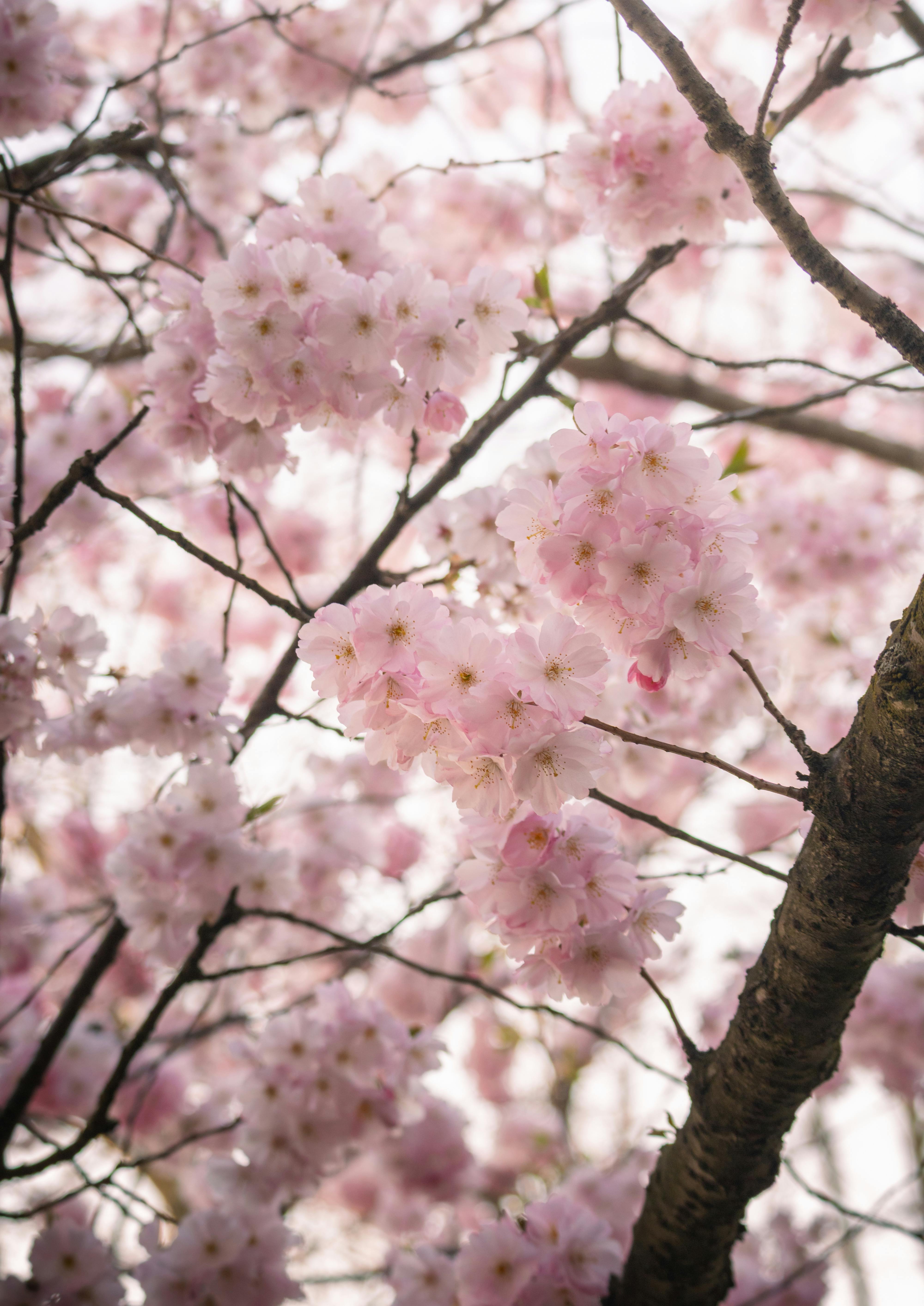 4k Wallpaper Japanese Trees Photos, Download The BEST Free 4k Wallpaper ...