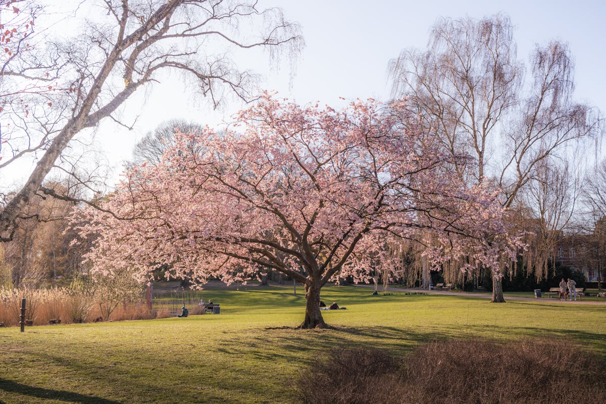 Cherry Blossom Tree 4k Wallpaper Photos, Download The BEST Free Cherry ...