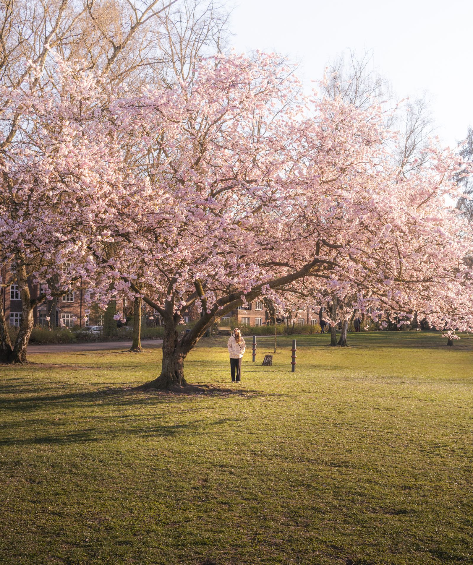 Cherry Blossom Background 4k Photos, Download The BEST Free Cherry ...