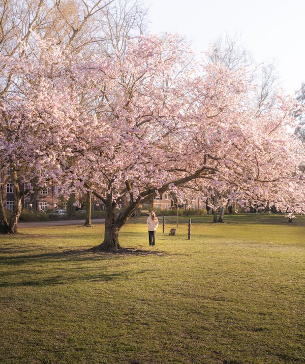 Cherry Blossom Tree 4k Wallpaper Photos, Download The BEST Free Cherry ...