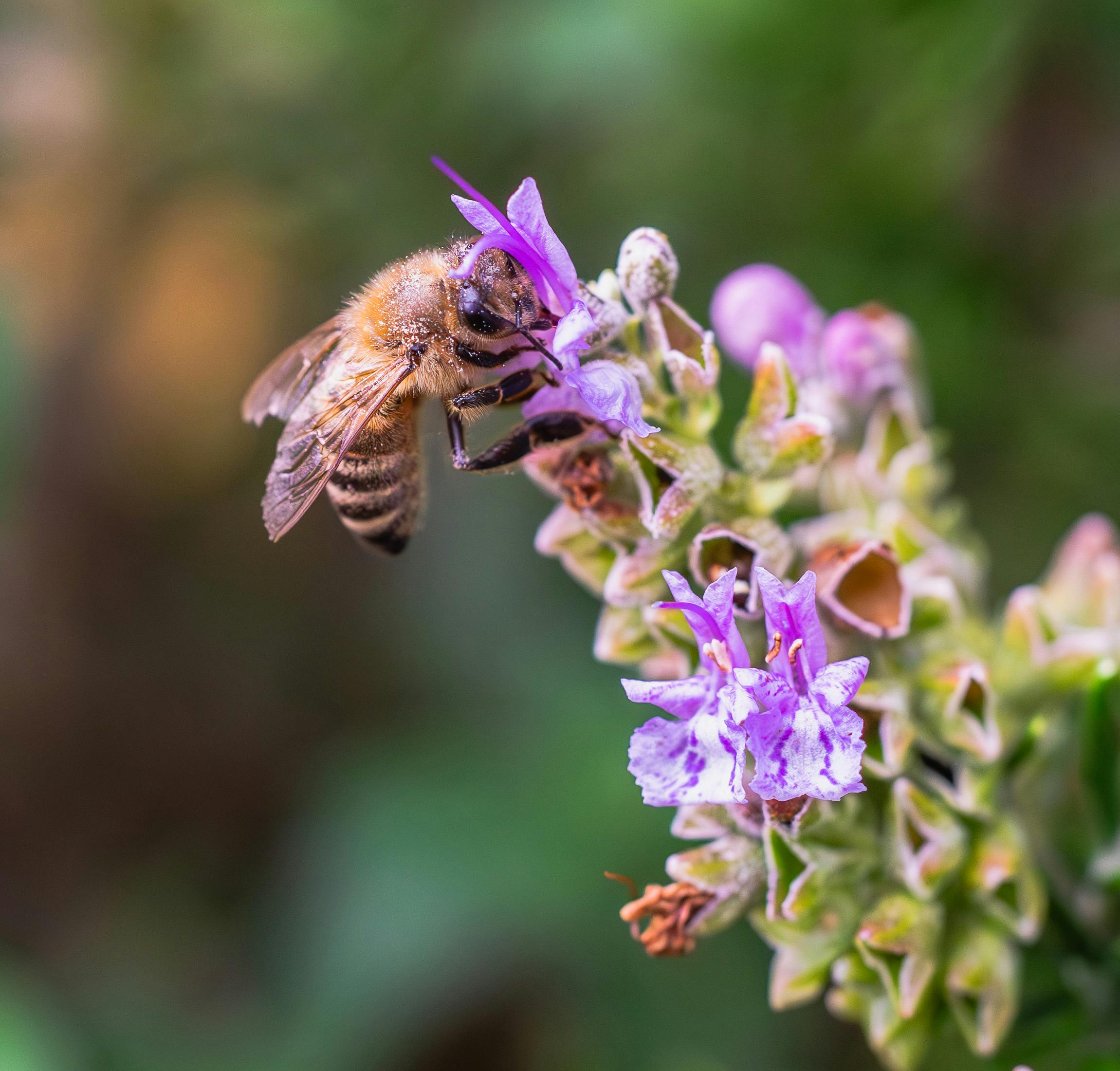 Beauty Insect Photos, Download The BEST Free Beauty Insect Stock Photos ...