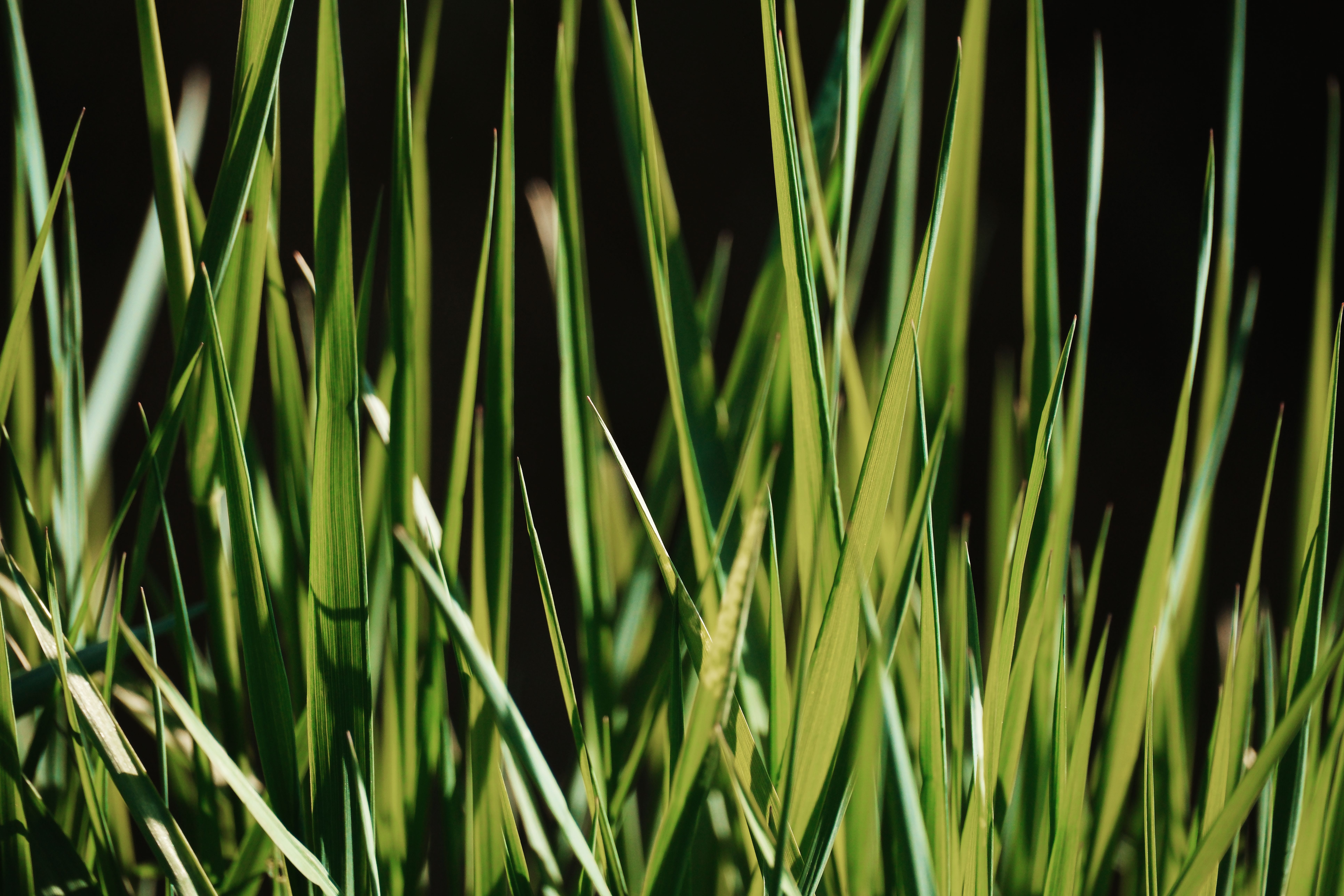 Close-Up View of Vibrant Green Grass Blades · Free Stock Photo