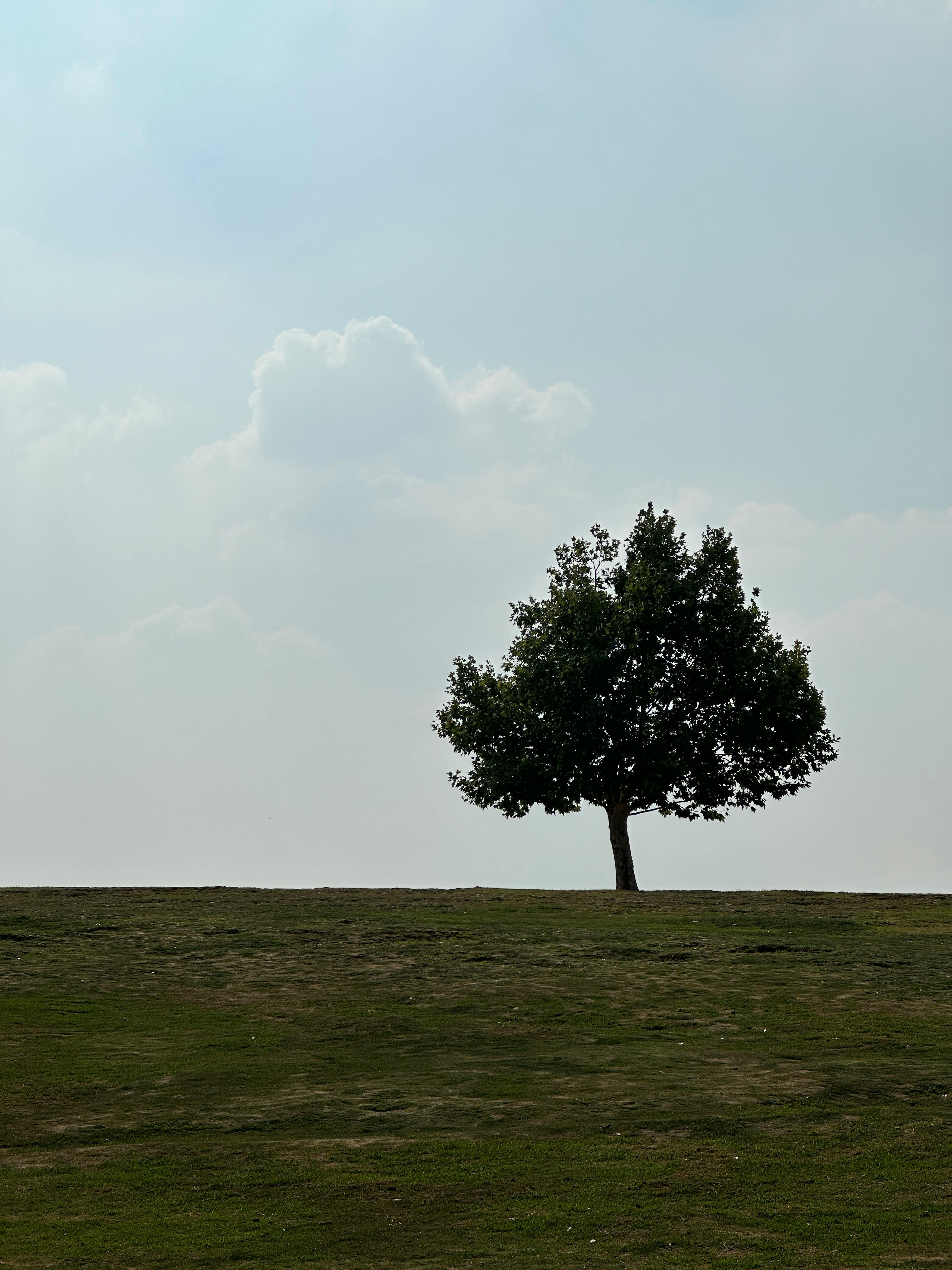 Pohon Kesepian Di Bukit Berumput Di Bawah Langit Biru · Foto Stok Gratis