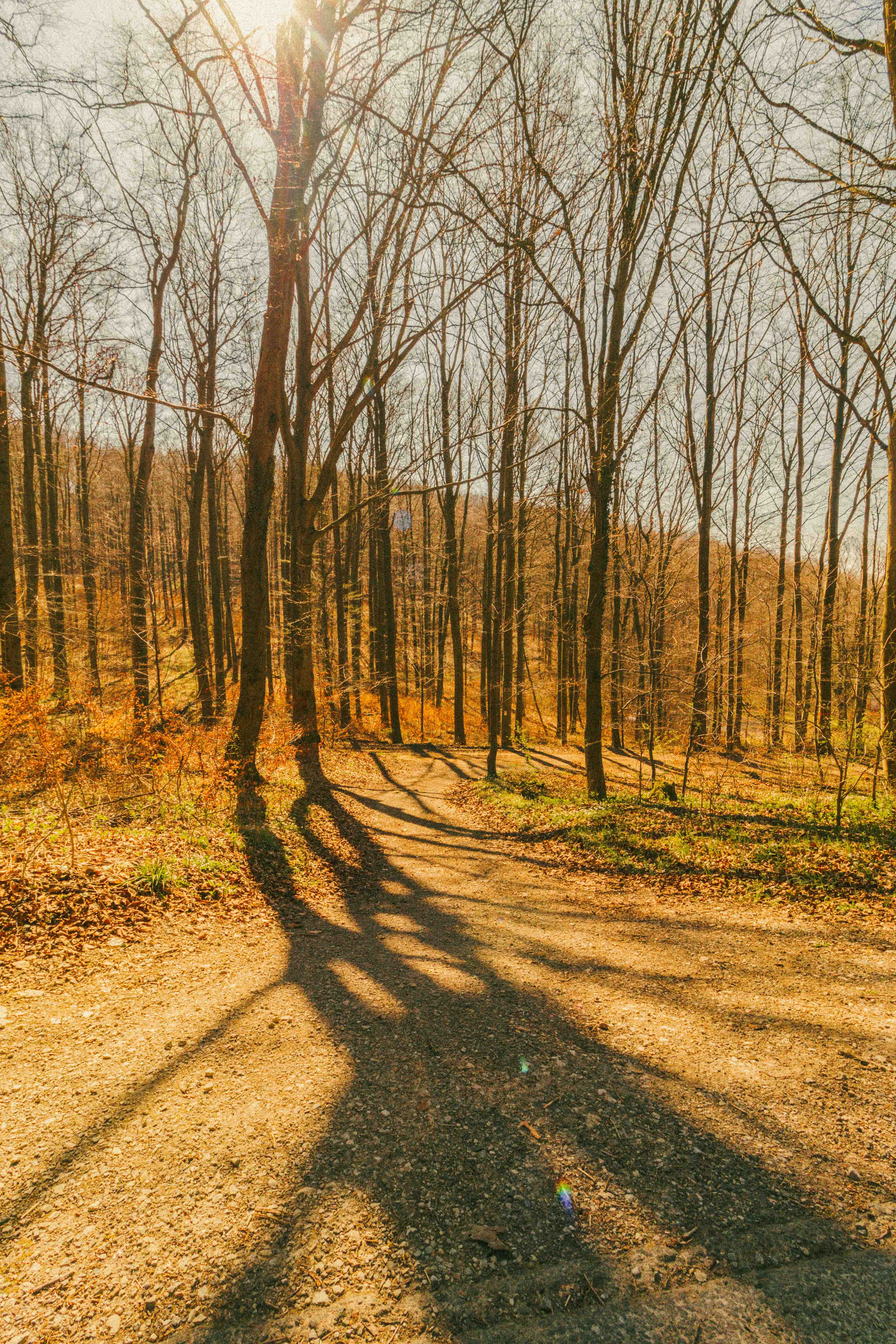 Sunrise Pathway in Autumn Forest · Free Stock Photo