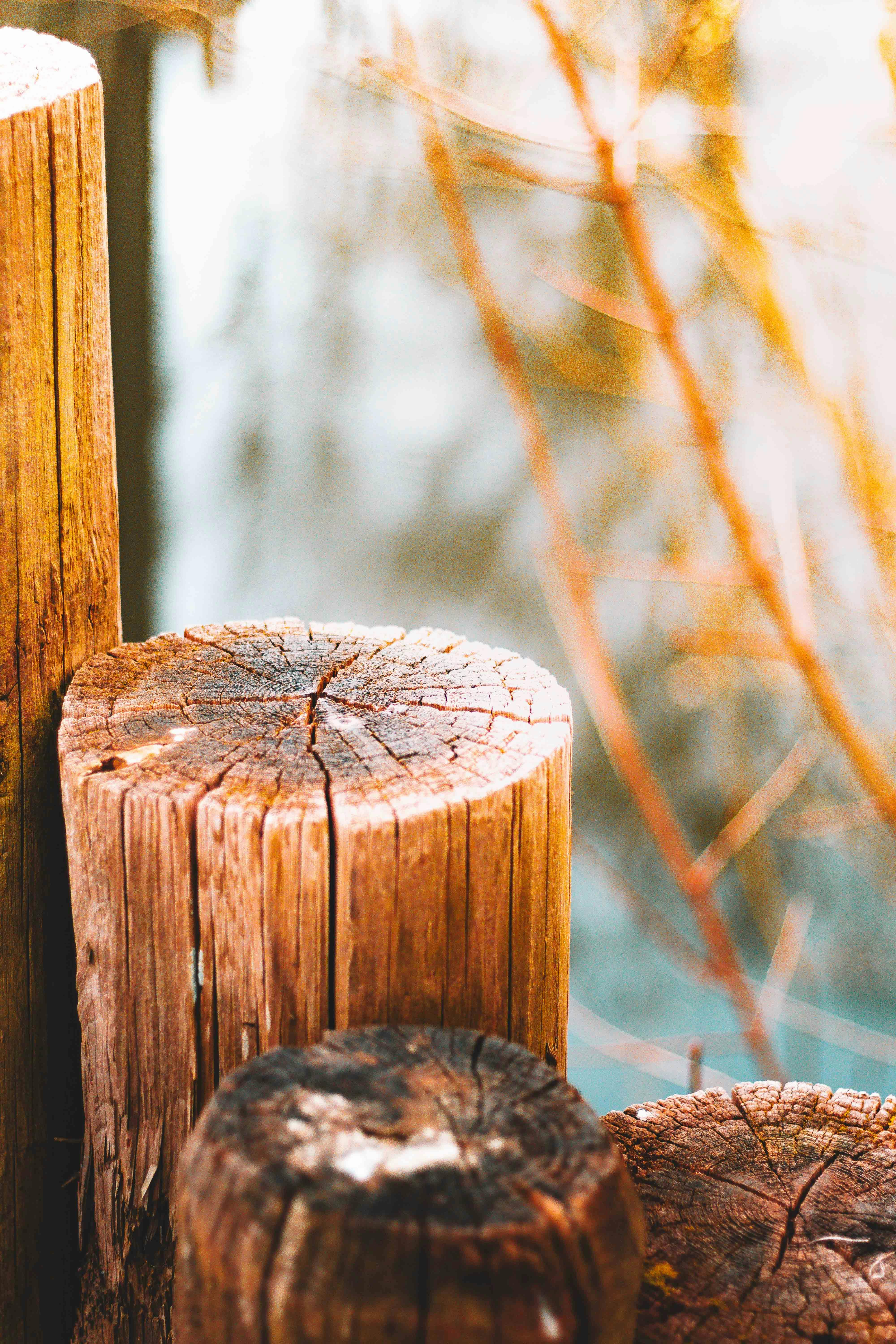 Rustic Wood Logs by a Serene Waterside · Free Stock Photo