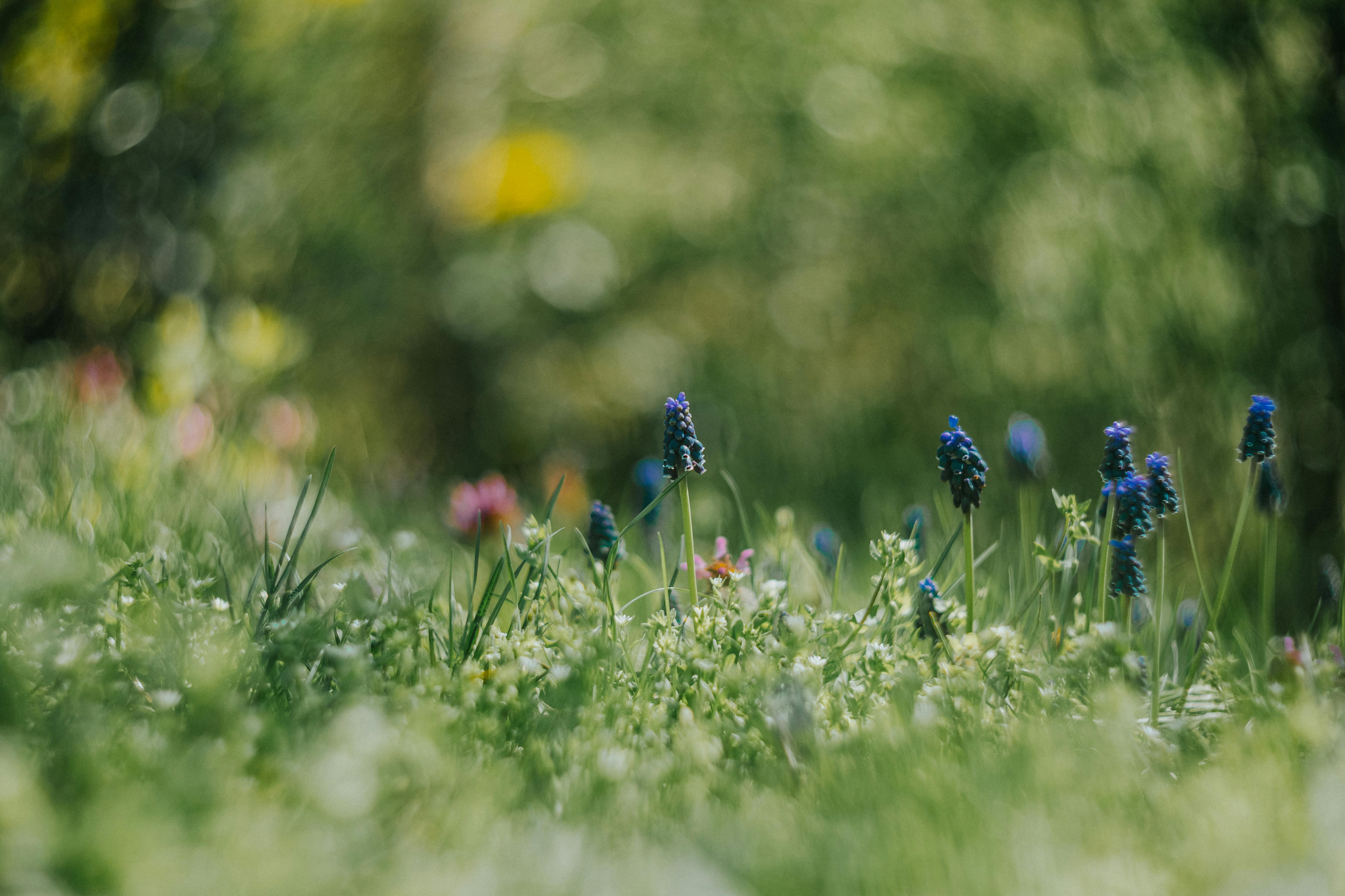 Pradera Primaveral Con Flores Silvestres Azules · Foto de stock gratuita