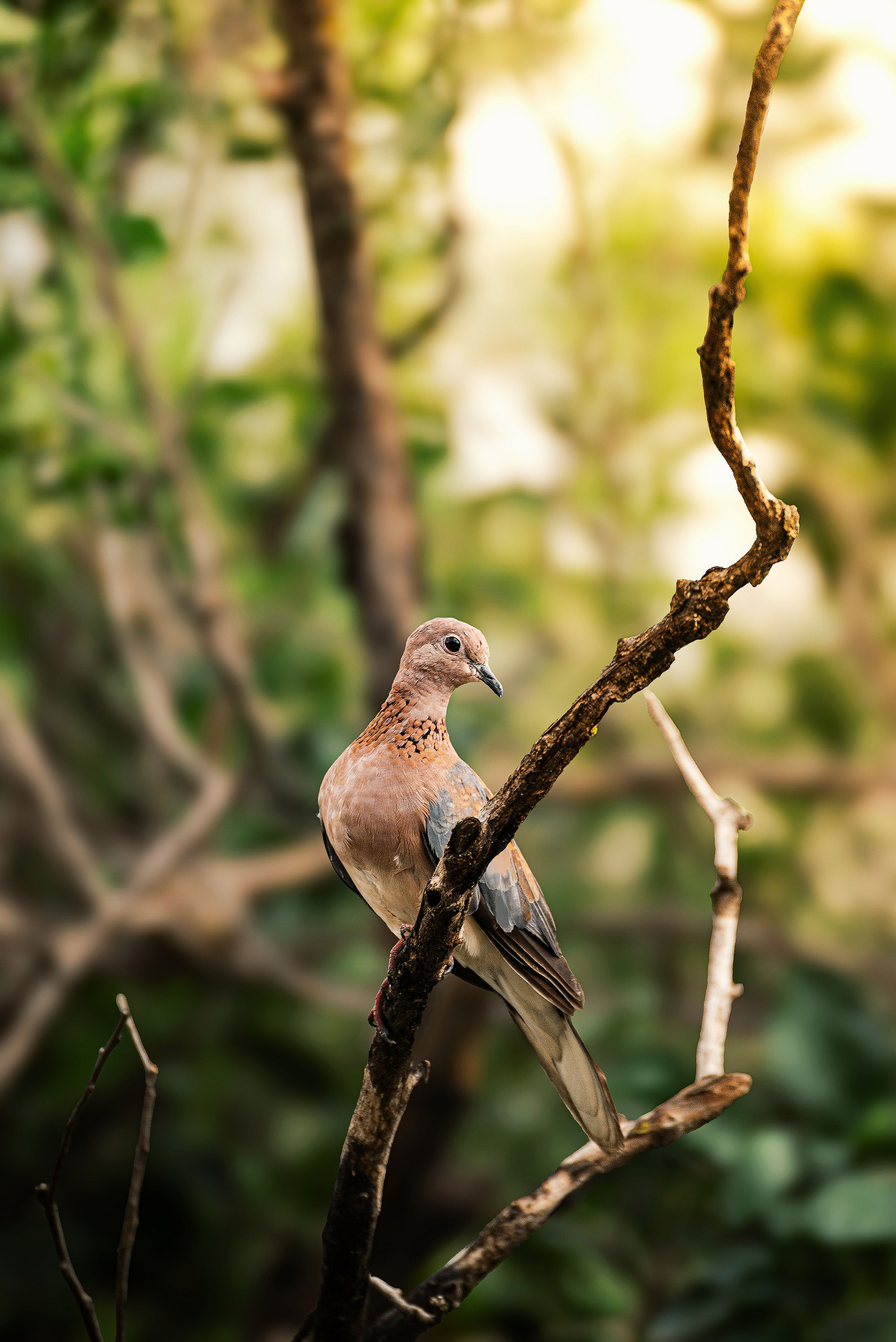 Stunning Wildlife Portrait of African Dove · Free Stock Photo