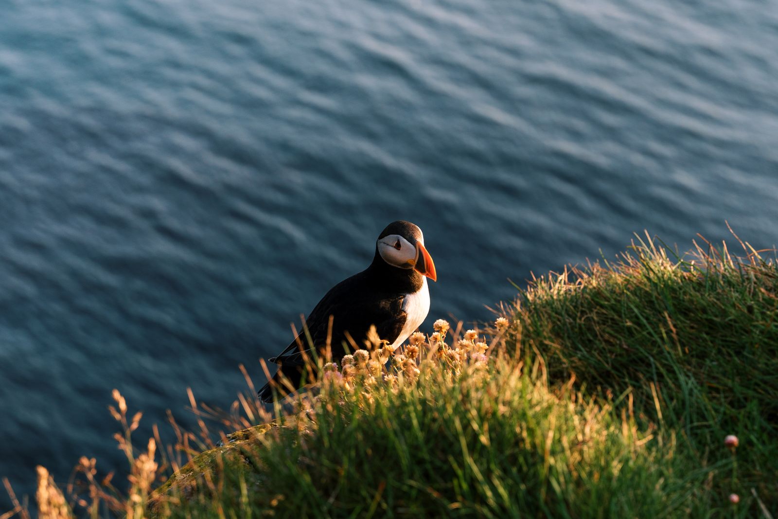 Puffin Photos, Download The BEST Free Puffin Stock Photos & HD Images