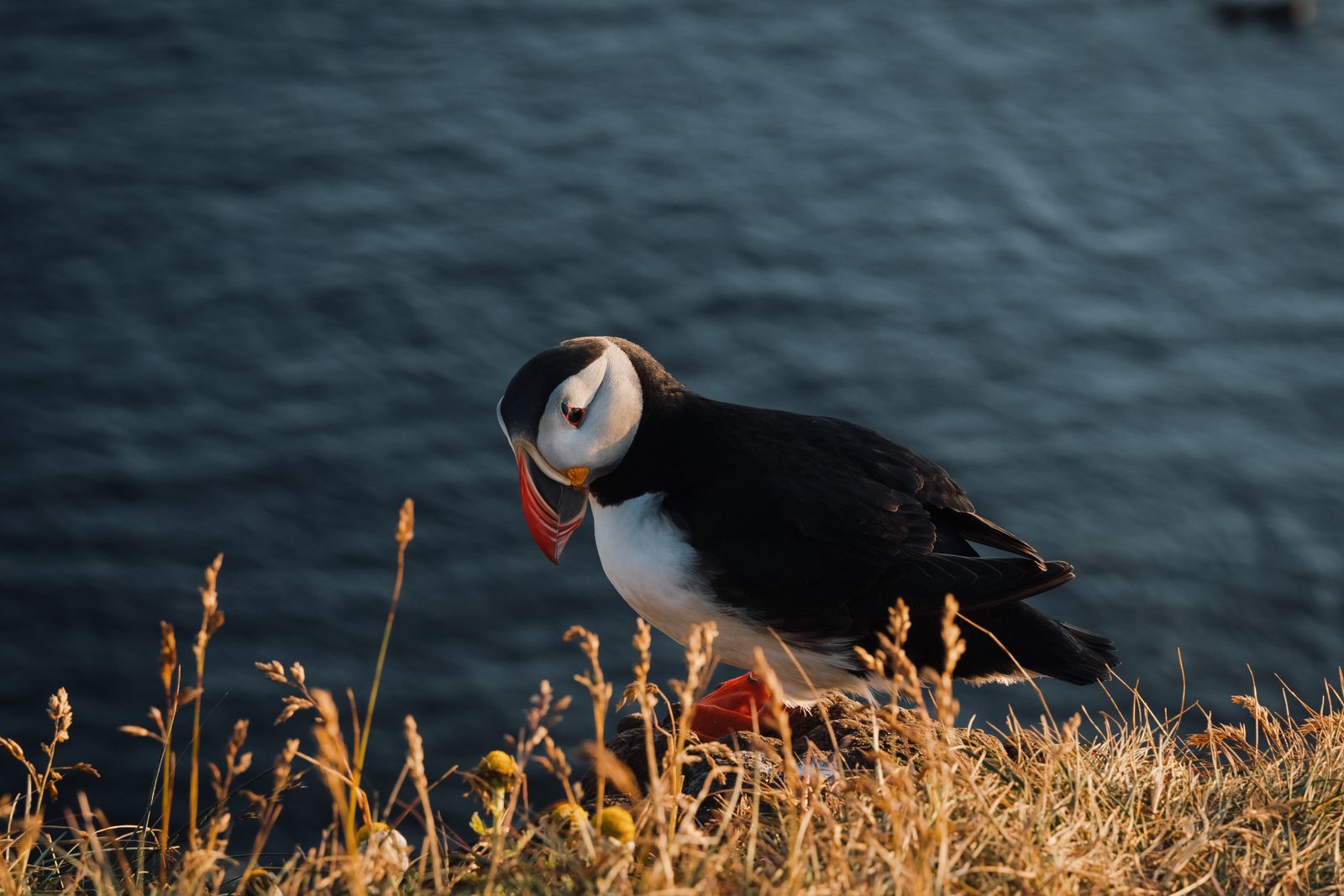 Puffin Photos, Download The BEST Free Puffin Stock Photos & HD Images