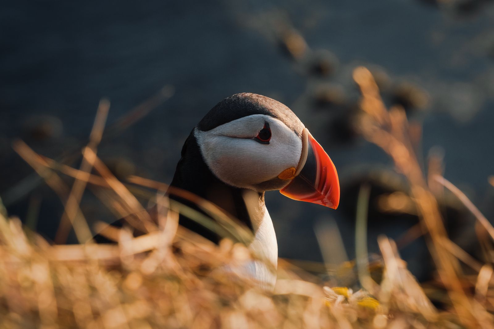 Puffin Photos, Download The BEST Free Puffin Stock Photos & HD Images