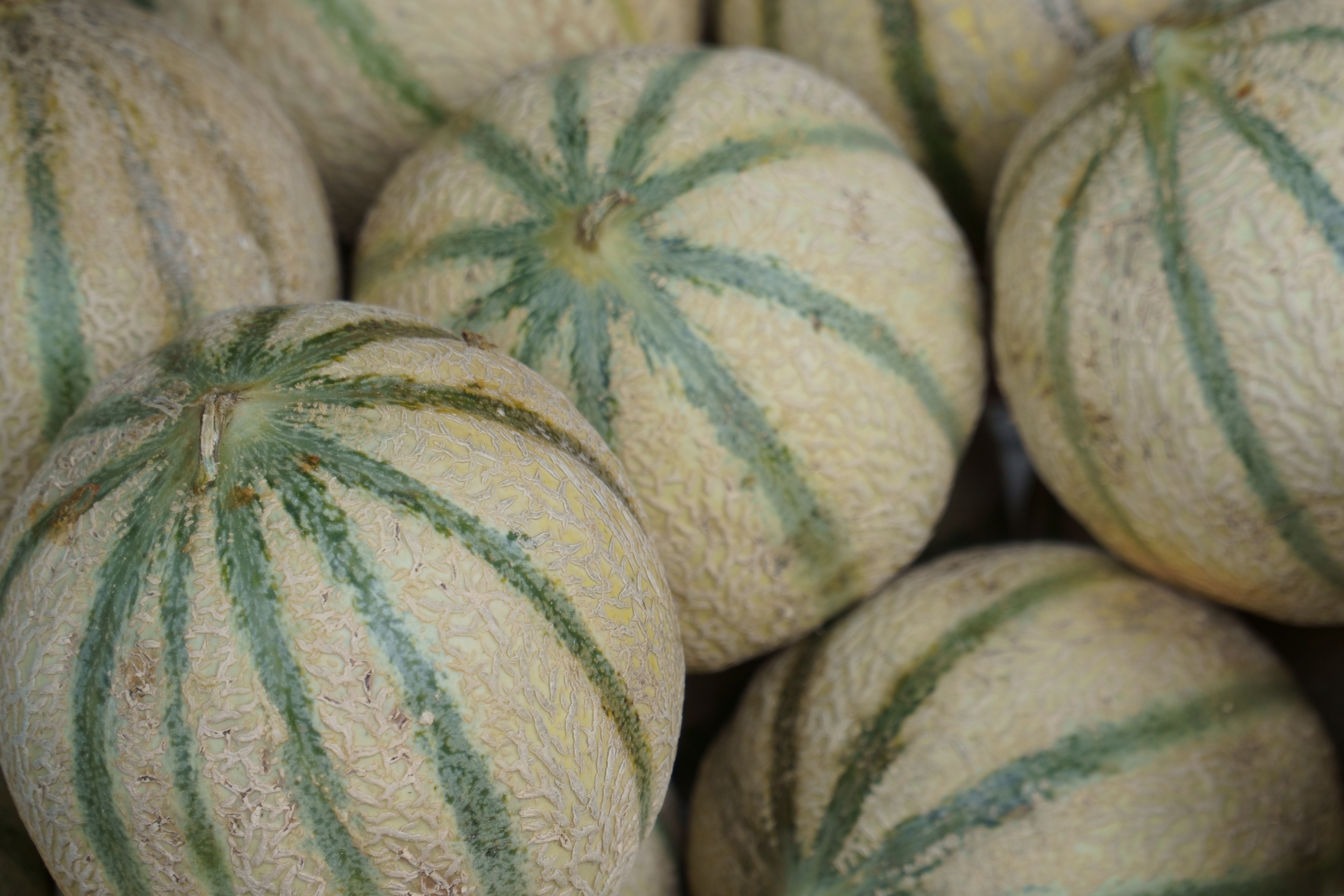 Fresh Organic Melons with Stripes · Free Stock Photo
