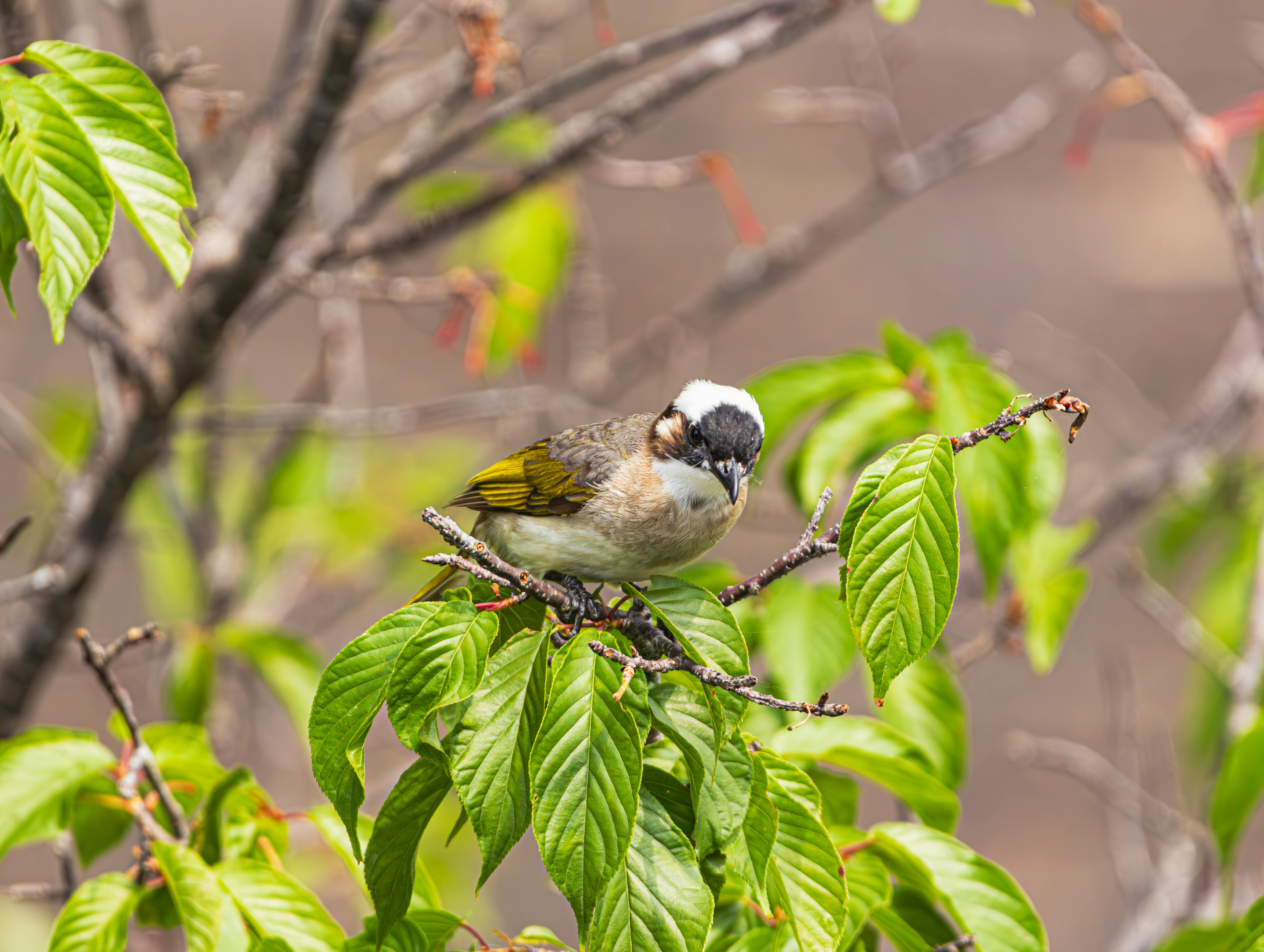 White-headed Bulbul on Vibrant Spring Branch · Free Stock Photo