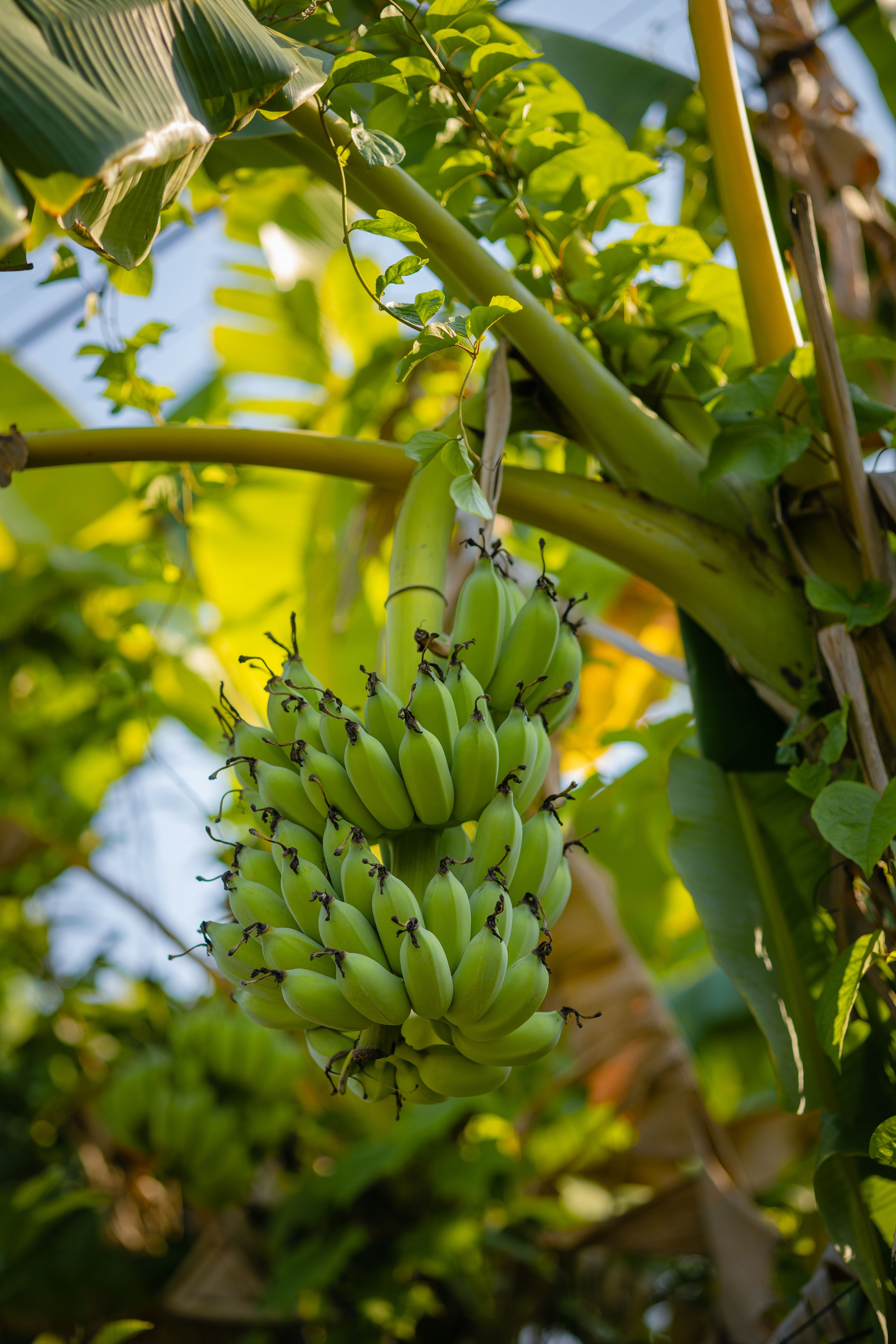 Fresh Green Bananas on Tree in Tropical Garden · Free Stock Photo