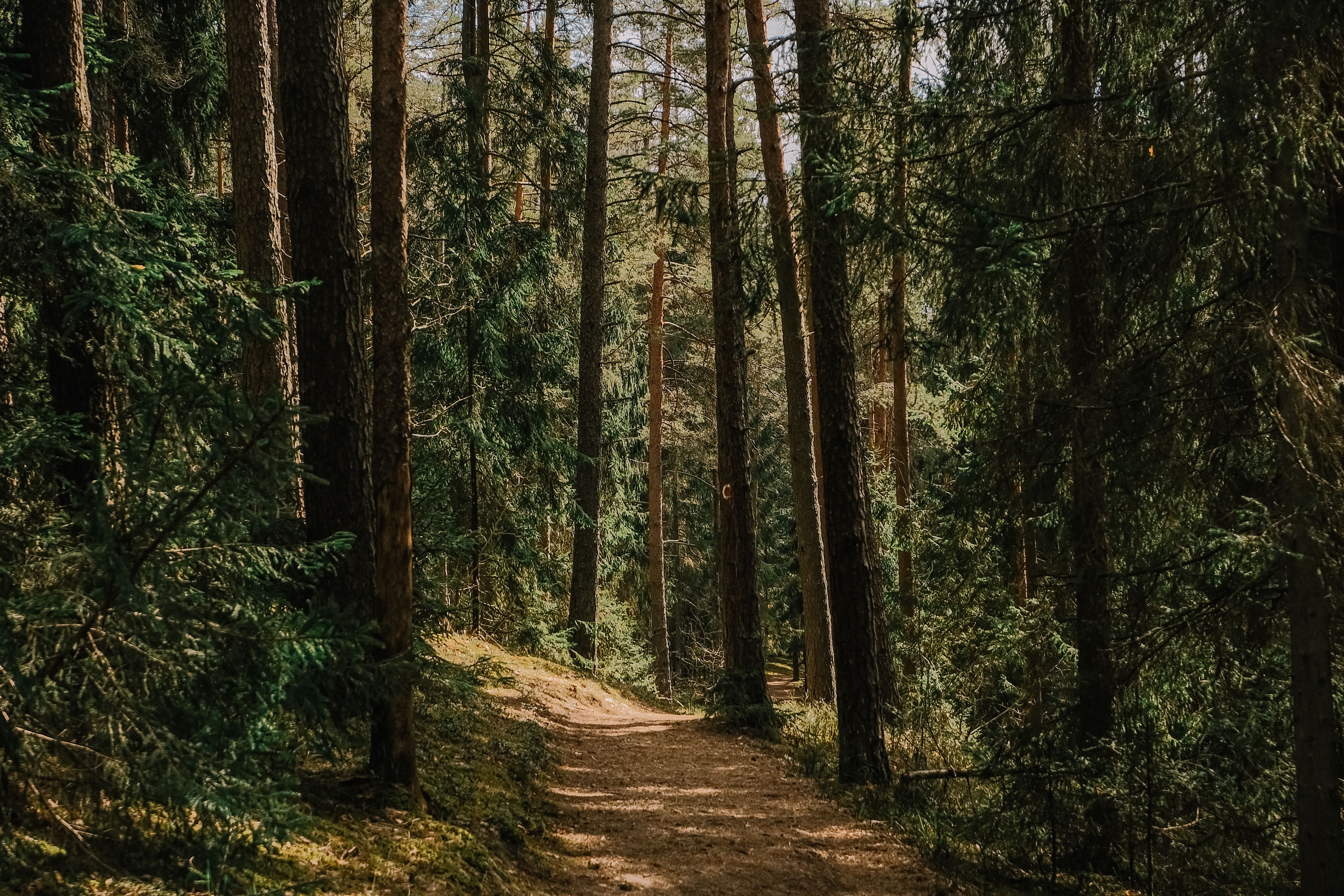 Landscape Photography of Forest Trees · Free Stock Photo