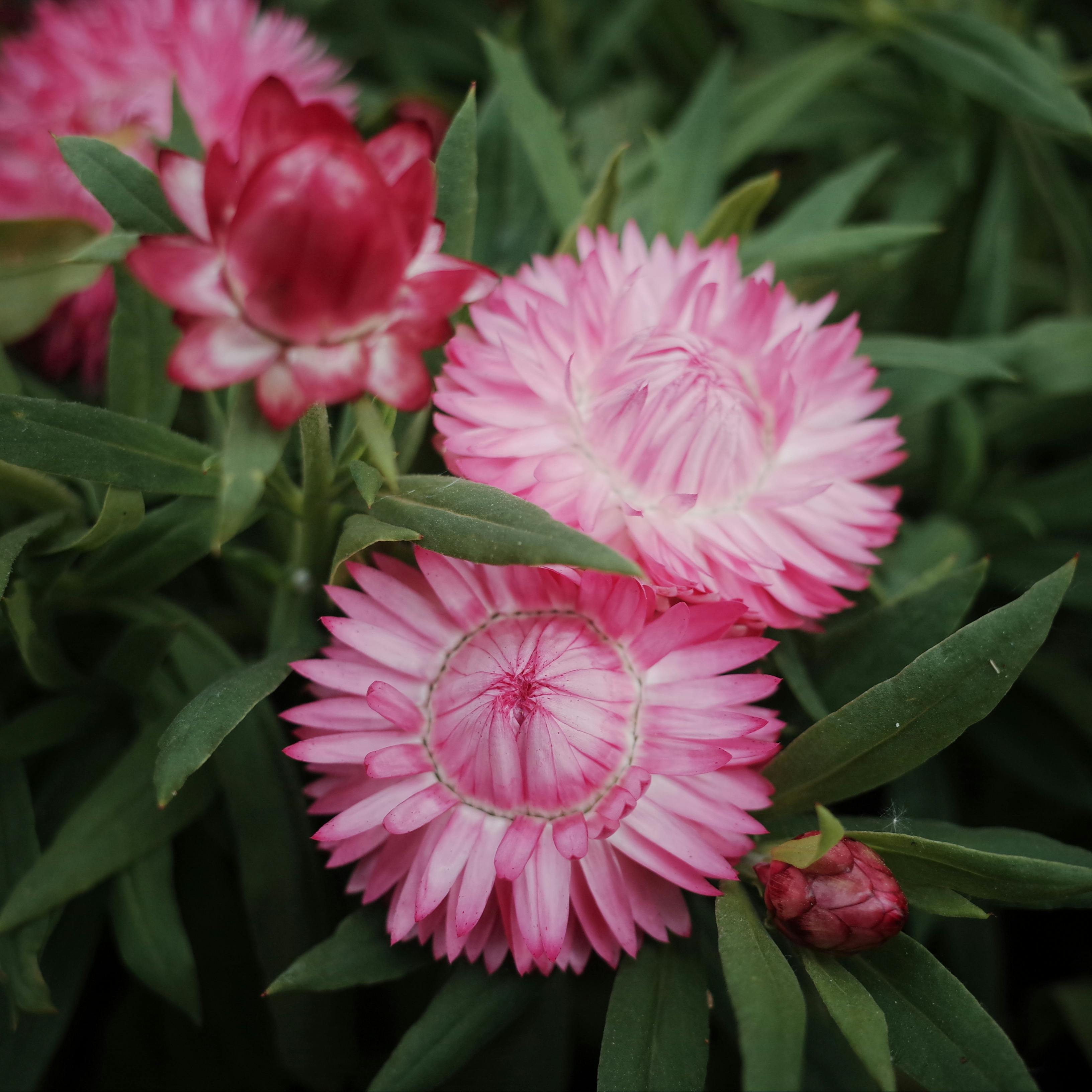 Close-up of Vibrant Pink Everlasting Flowers · Free Stock Photo