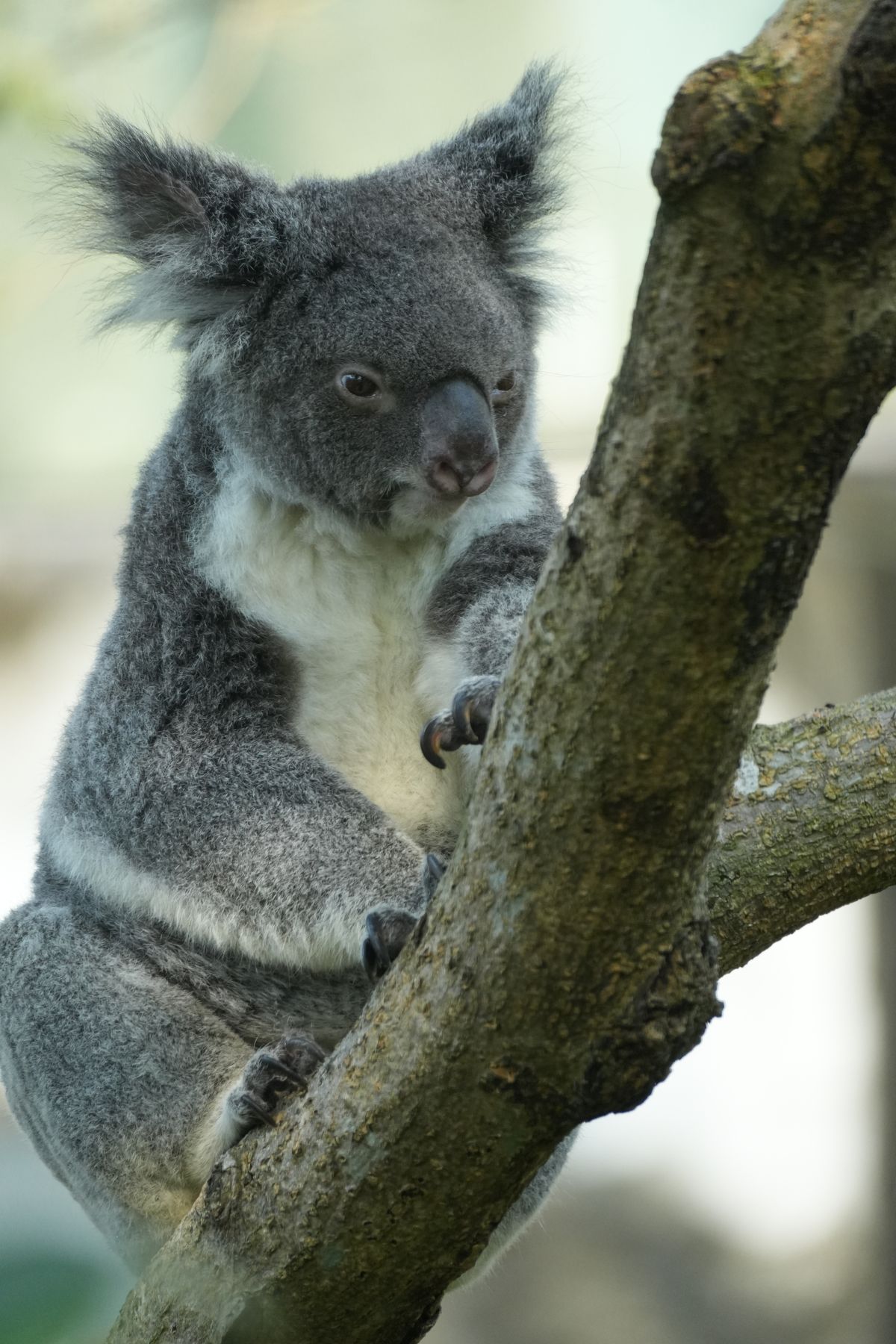 High Resolution Koala Photos, Download The BEST Free High Resolution ...