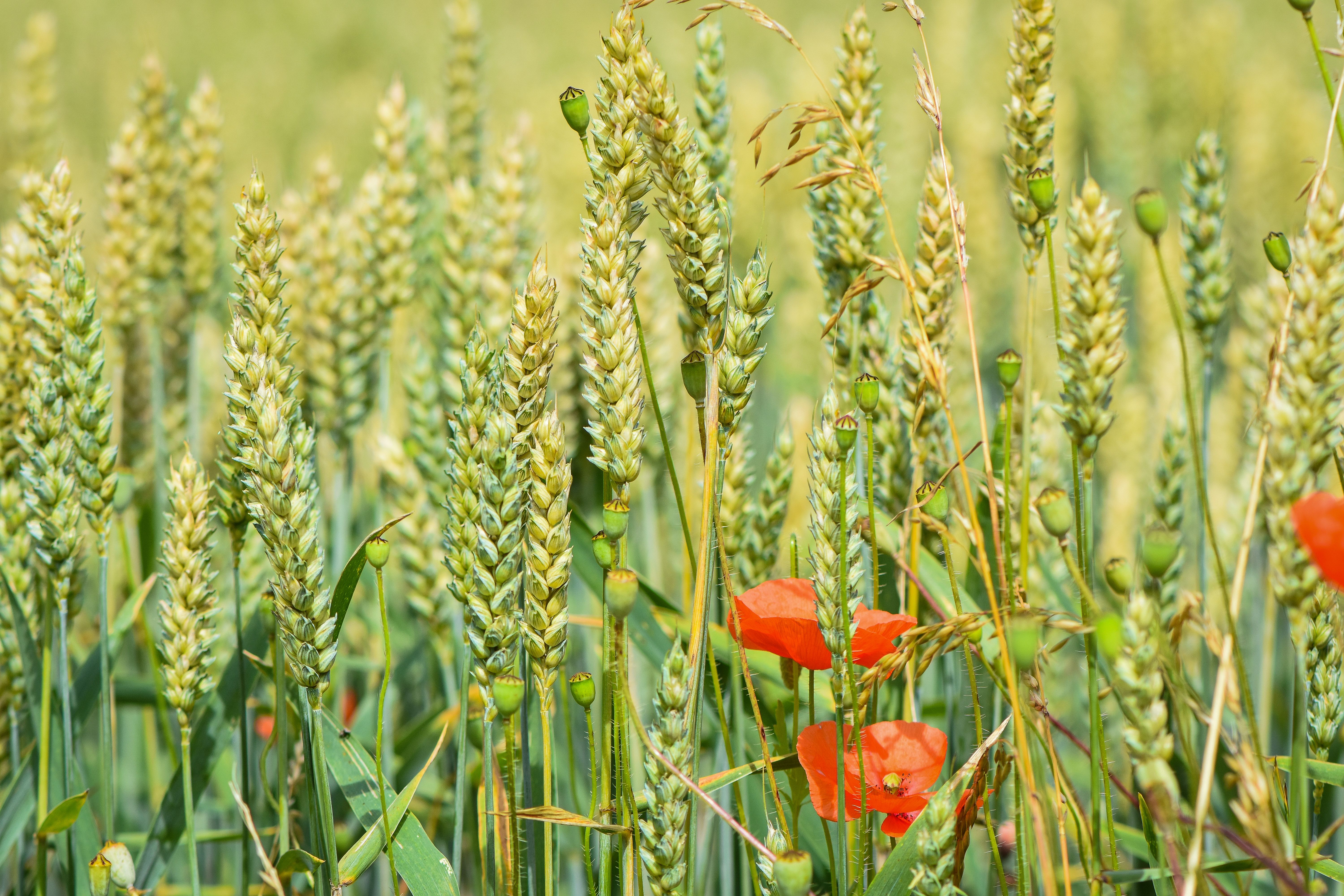 Color: Green Plants Photos, Download The BEST Free Color: Green Plants ...
