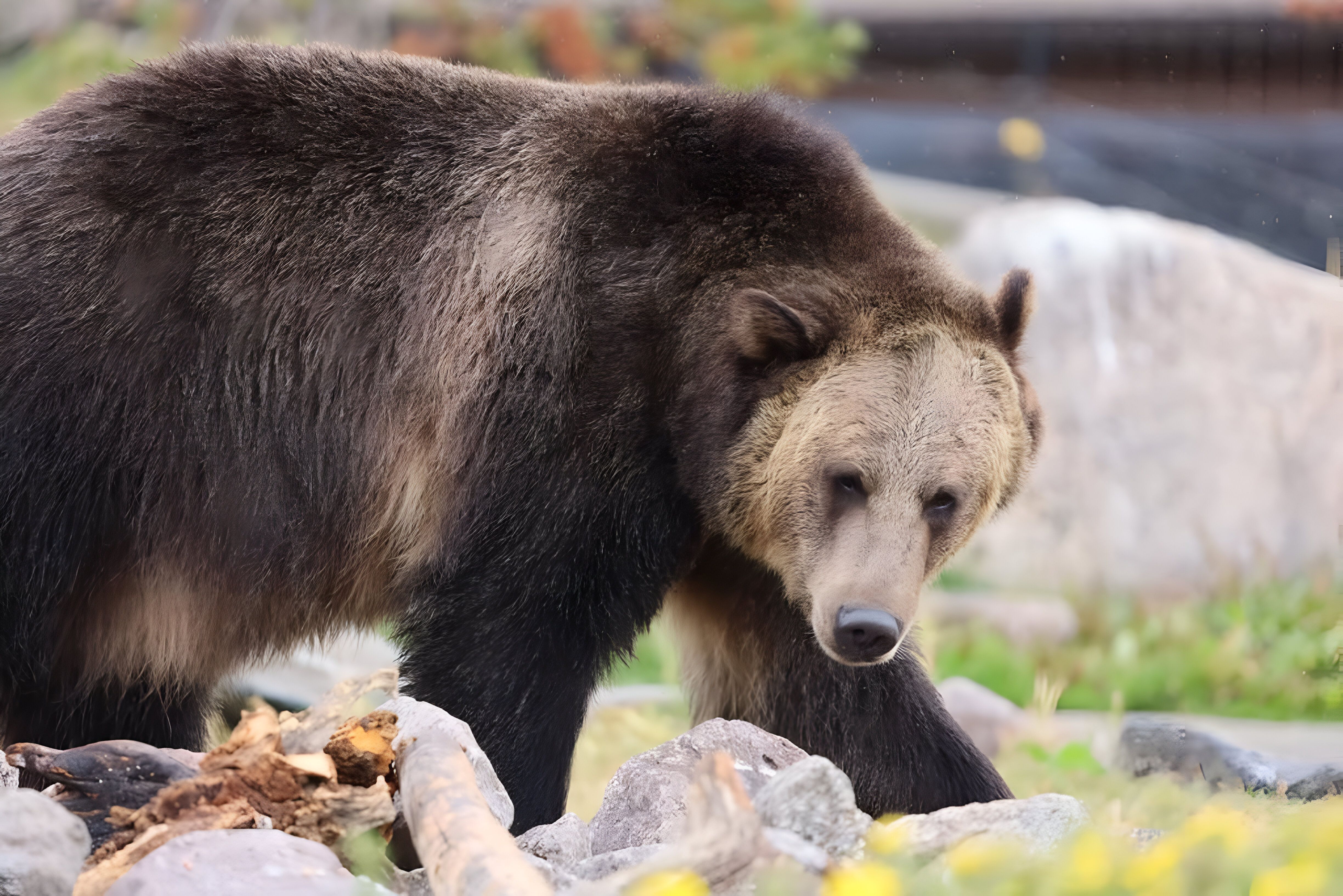 Grizzly Bear Roaming in Natural Habitat · Free Stock Photo