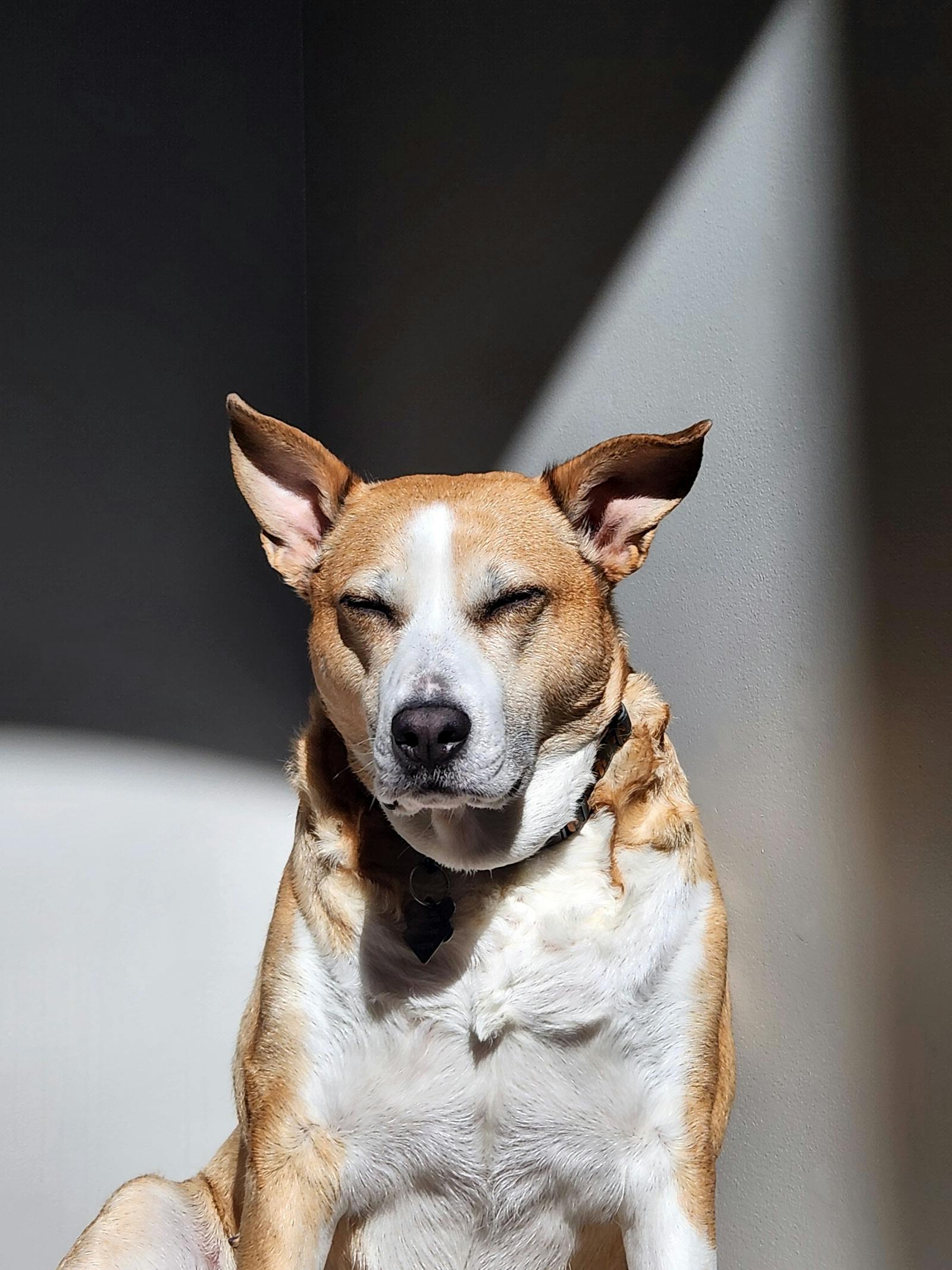 Dog Breed Photos, Download The BEST Free Dog Breed Stock Photos & HD Images