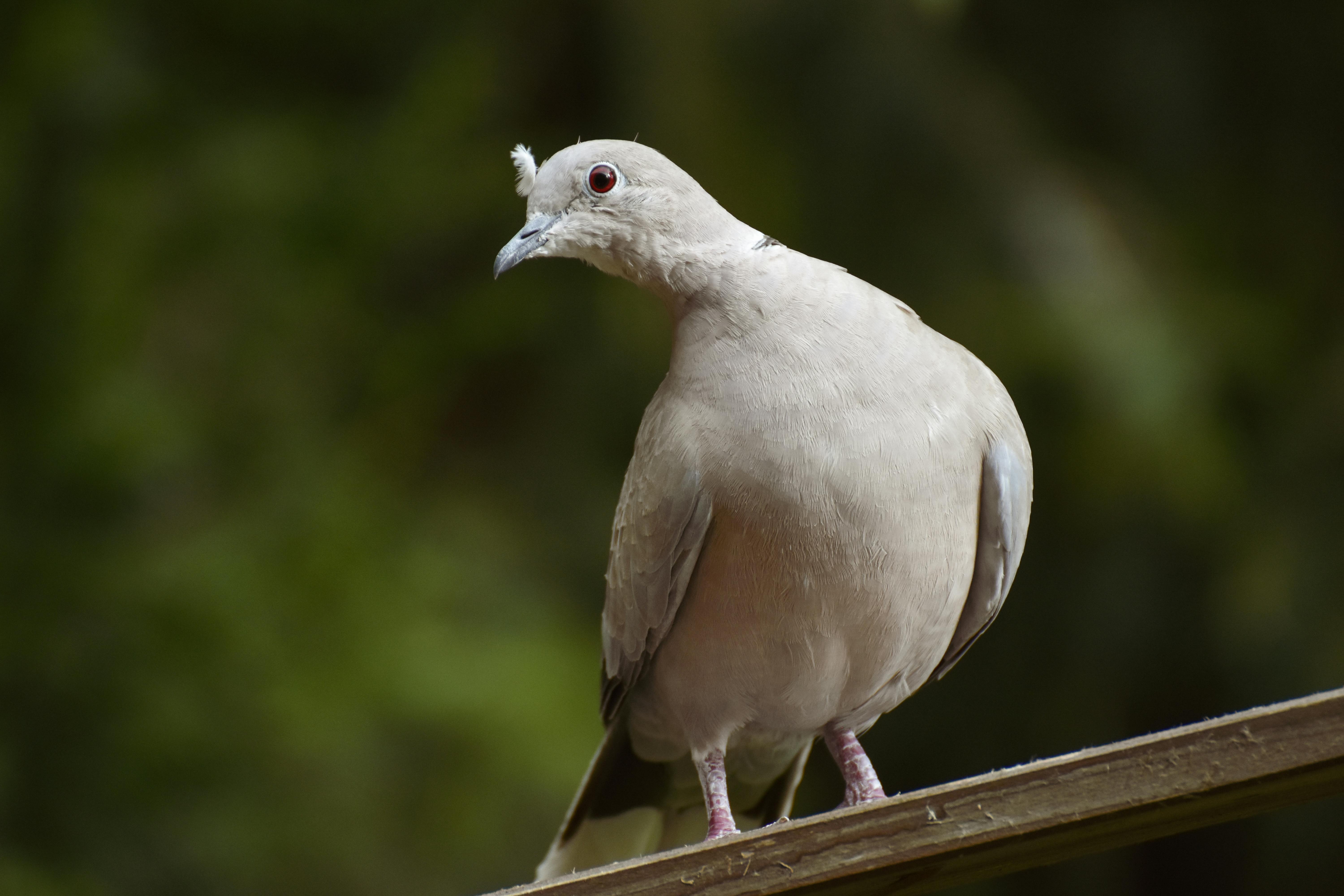 Close-up of a Eurasian Collared Dove Perched Outdoors · Free Stock Photo