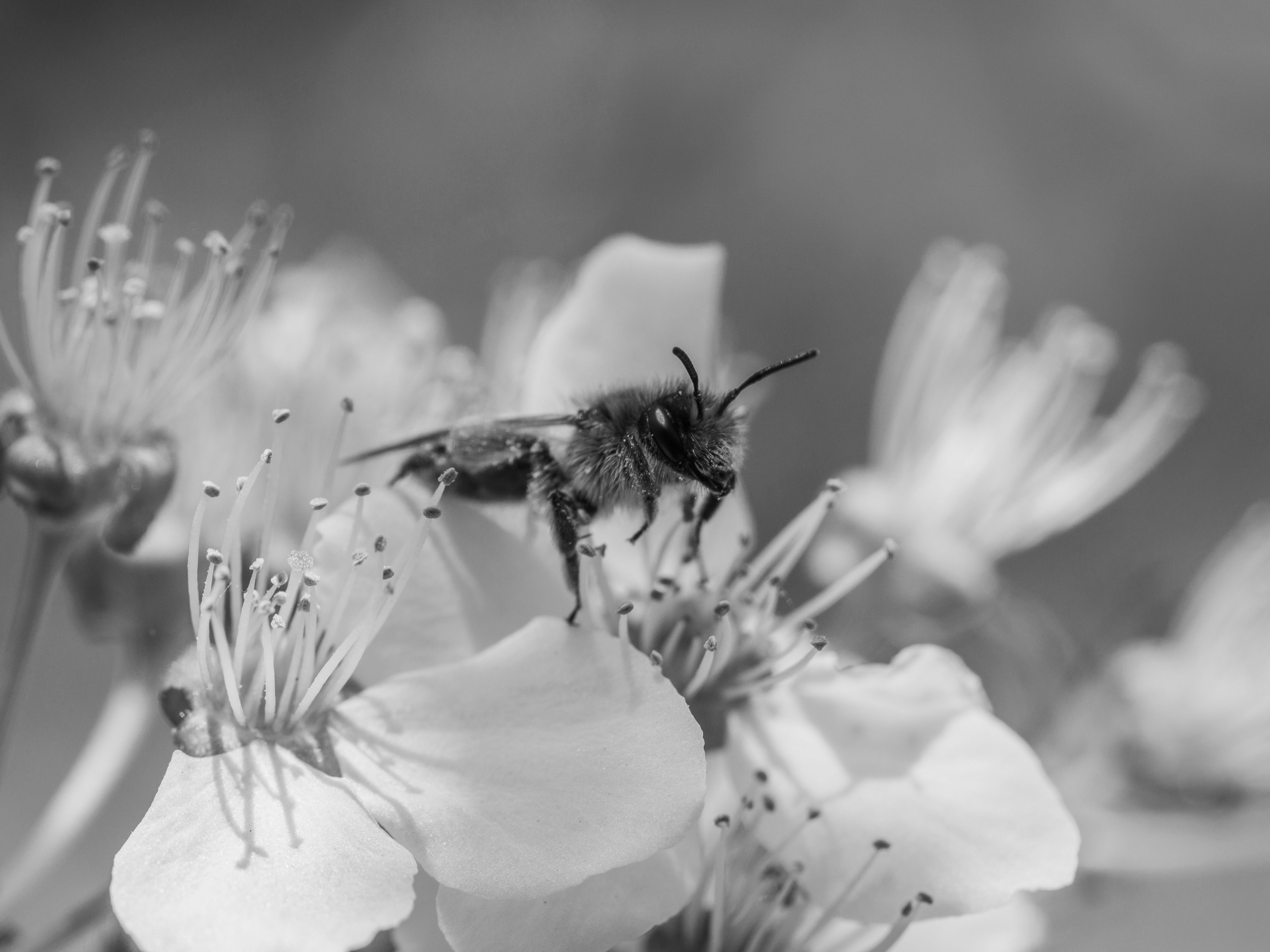 Close-Up of Bee on Blossom in Monochrome · Free Stock Photo