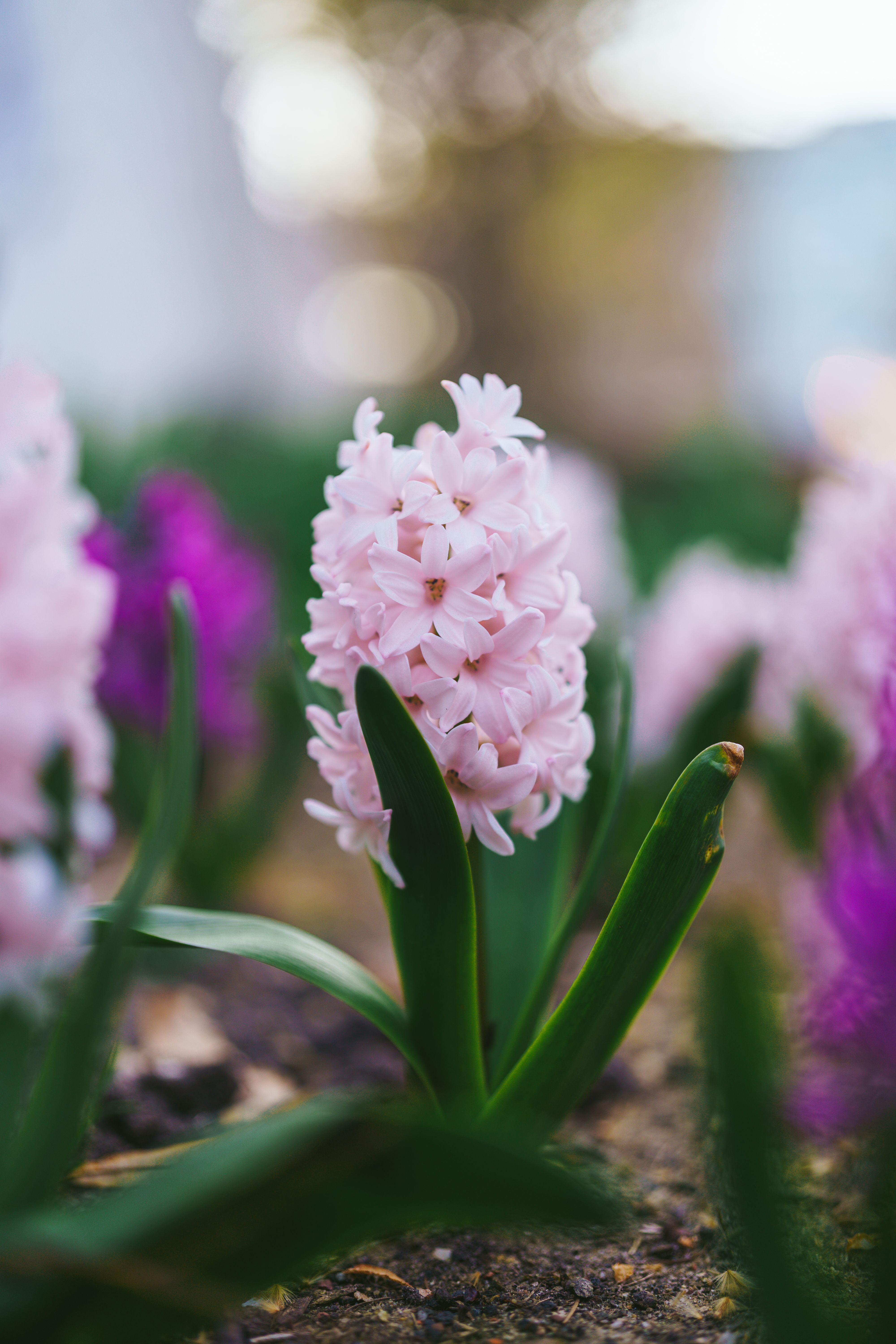 Close-up of Blooming Pink Hyacinth Flowers in Spring · Free Stock Photo