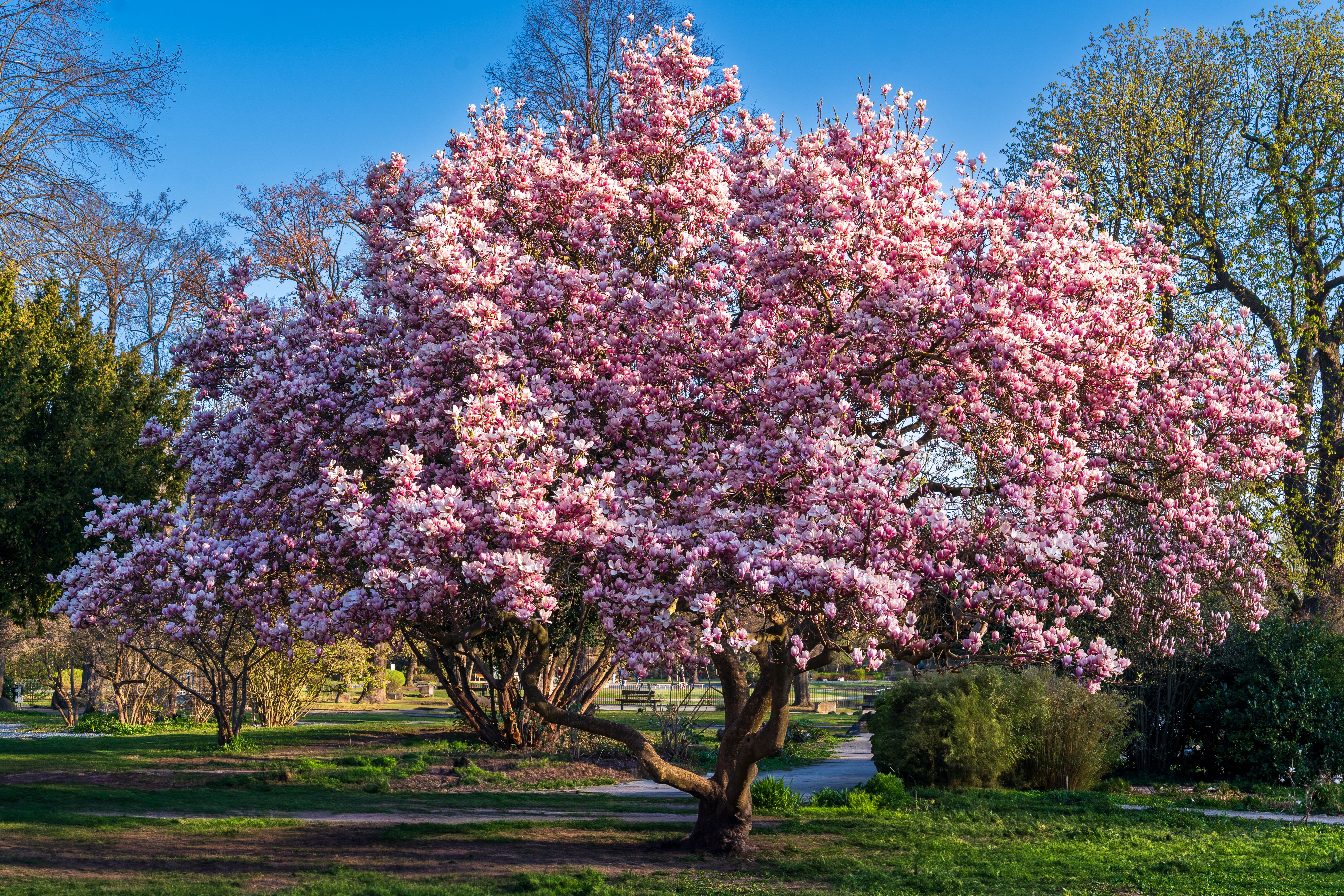 Stunning Magnolia Tree in Full Bloom Outdoors · Free Stock Photo