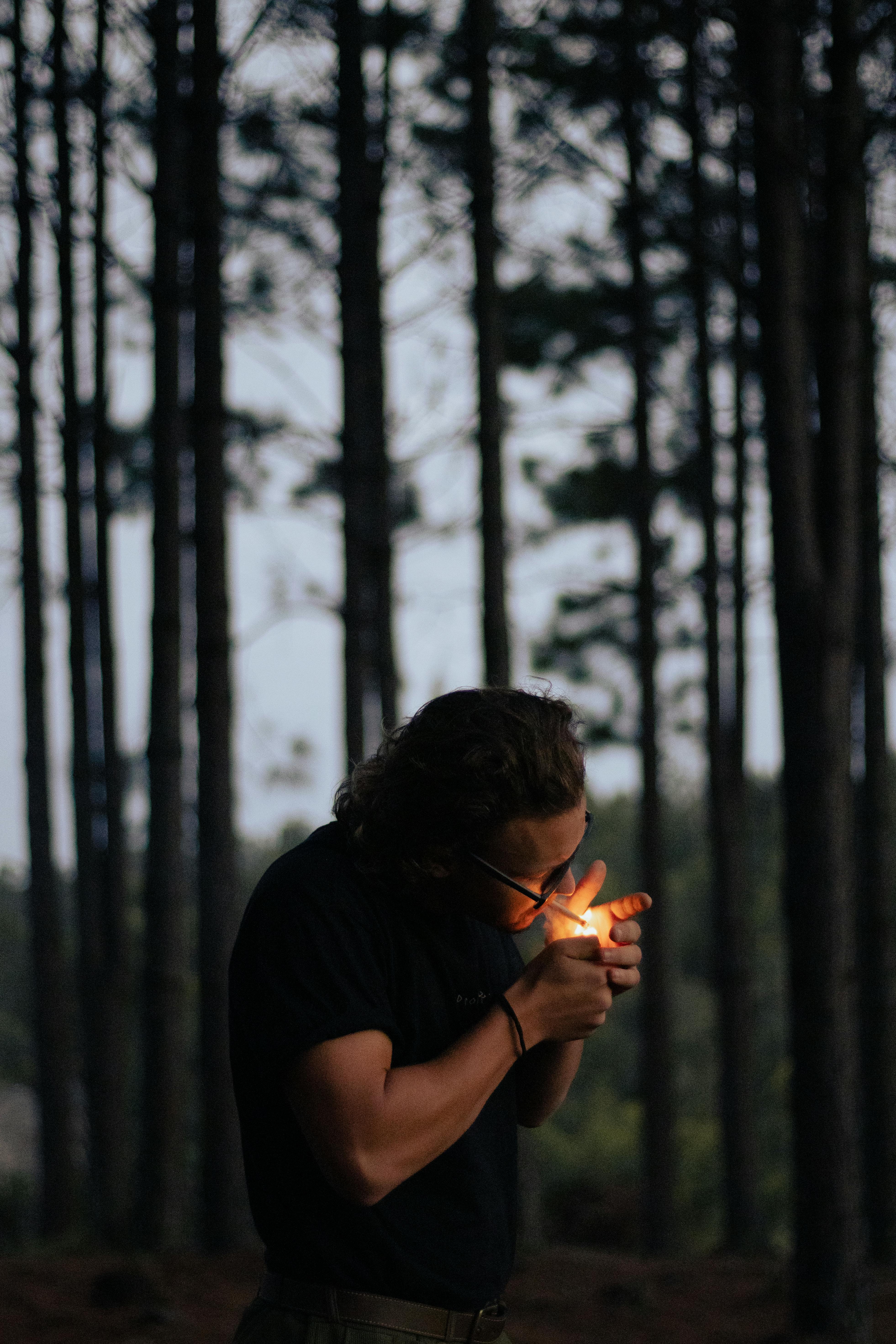 Forest Lighting Photos, Download The BEST Free Forest Lighting Stock ...