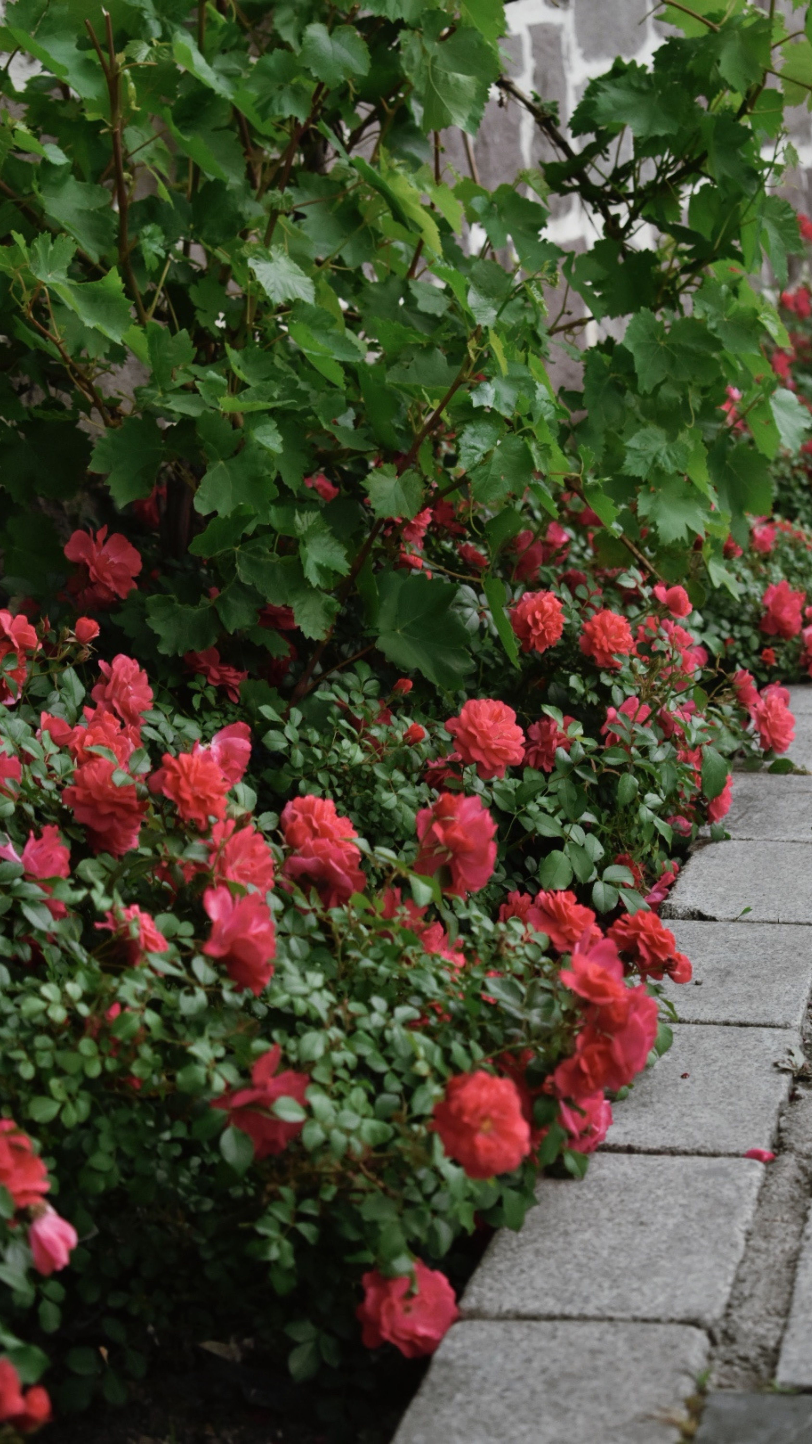Vibrant Red Roses in a Garden Pathway · Free Stock Photo