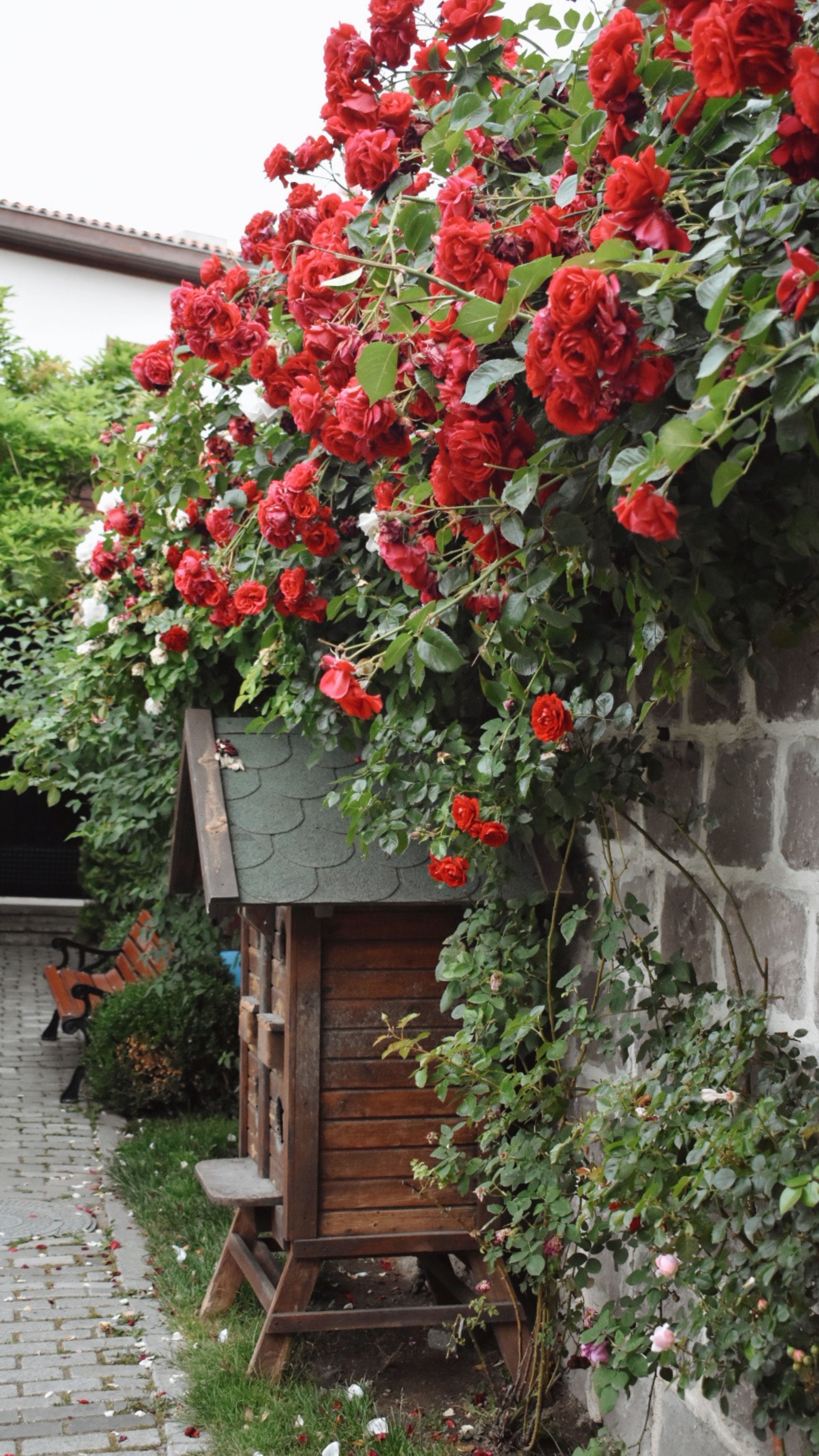 Lush Red Rose Garden with Rustic Wooden Shed · Free Stock Photo