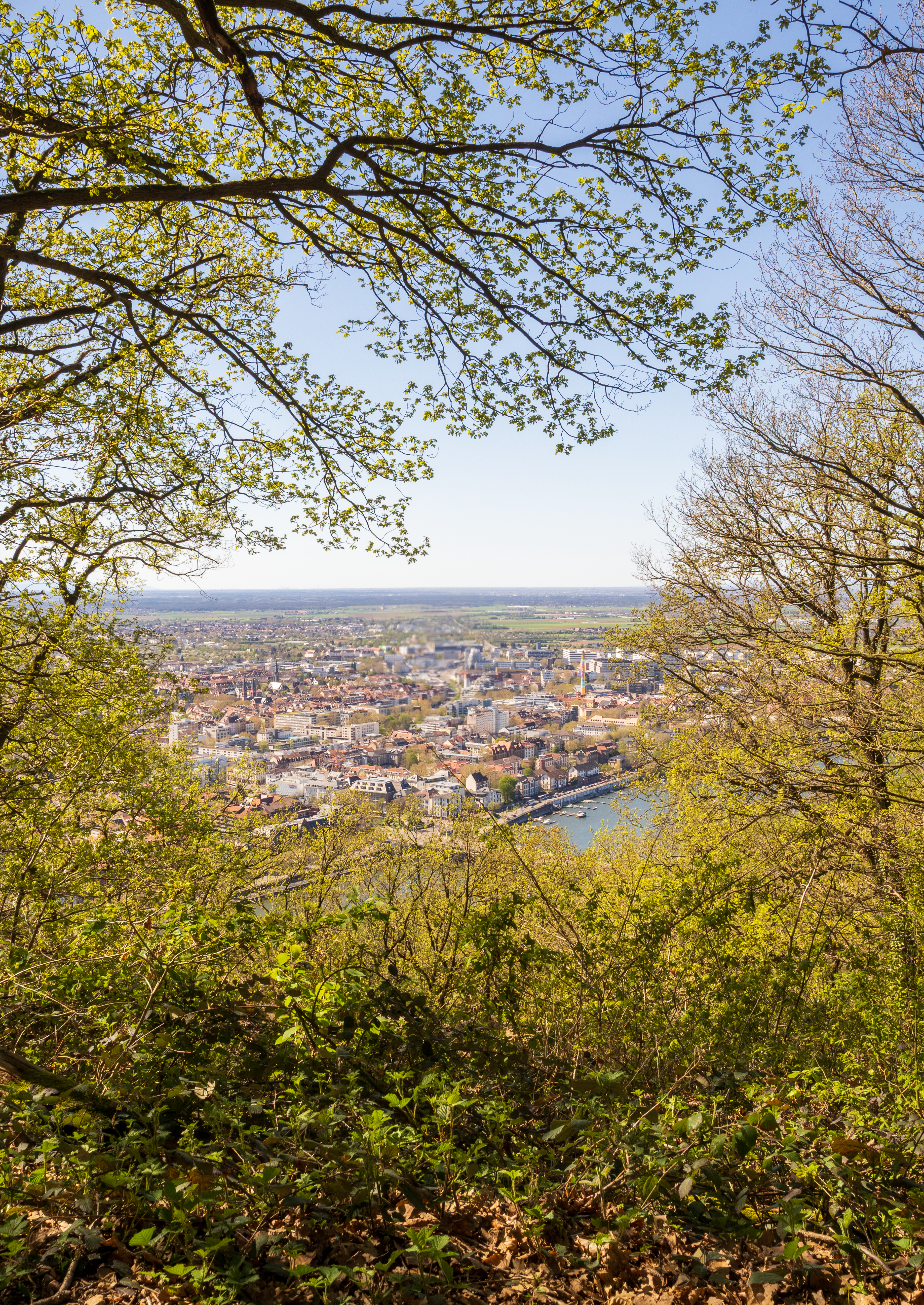 Heidelberg Cityscape View from Forest · Free Stock Photo
